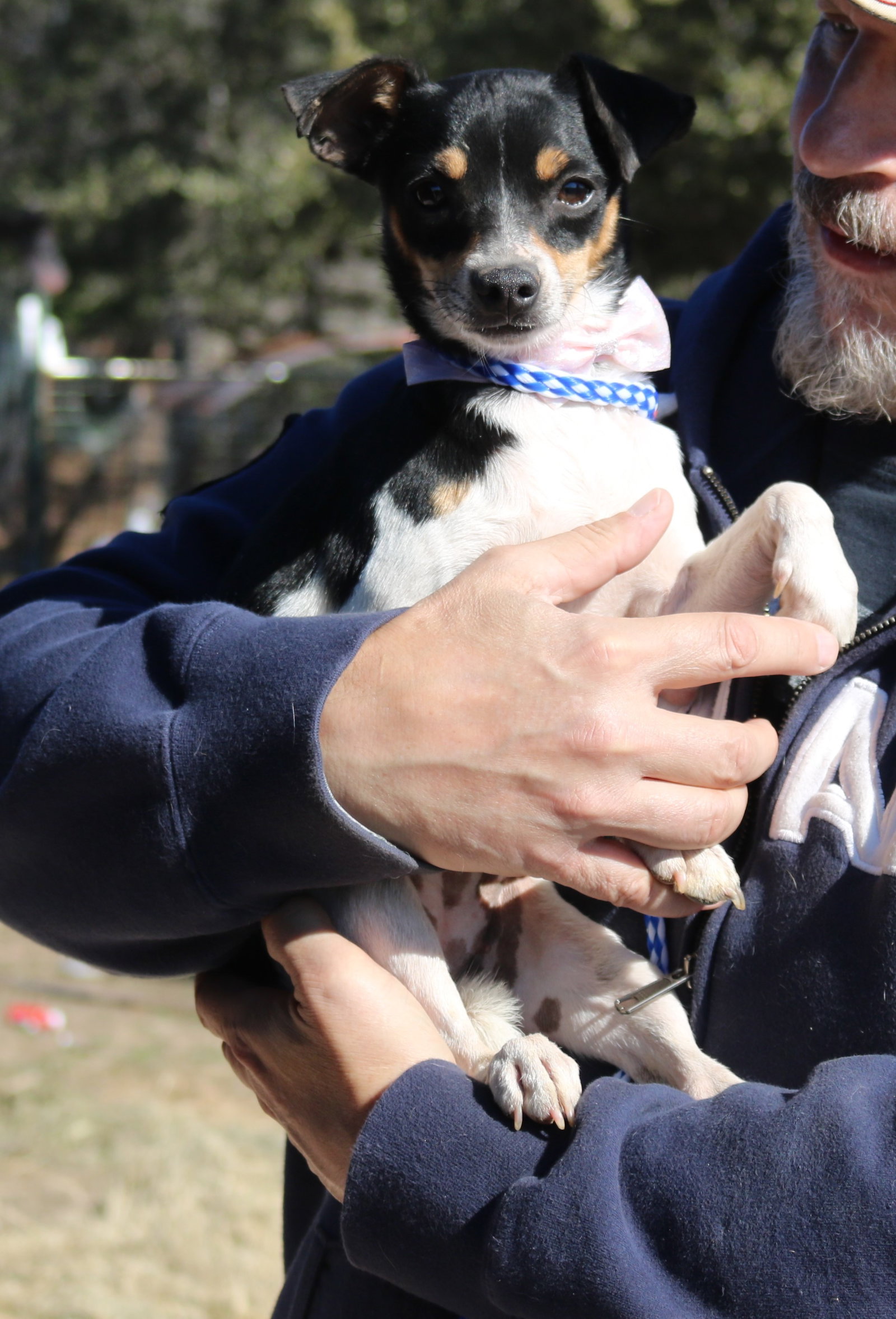 Dog for Adoption - Misty, a Rat Terrier in Lackland Air Force Base, TX ...