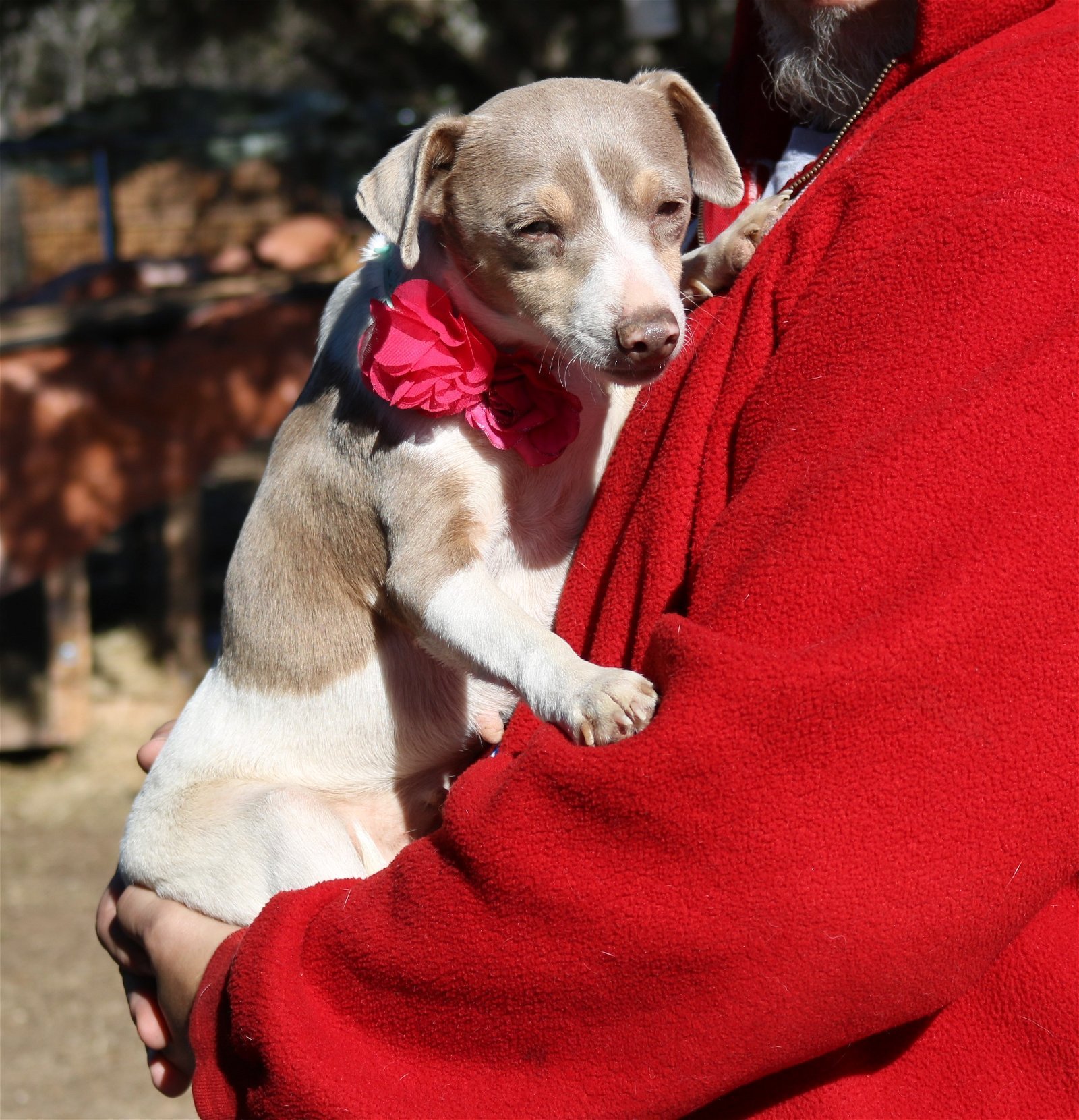 Dog for Adoption - Luna, a Rat Terrier in Lackland Air Force Base, TX ...