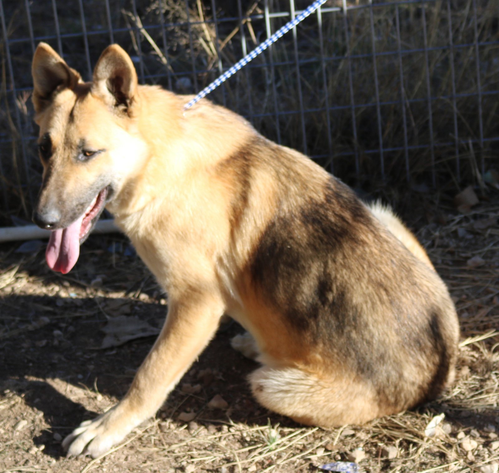 Dog for Adoption - Diva, a German Shepherd Dog in Lackland Air Force ...