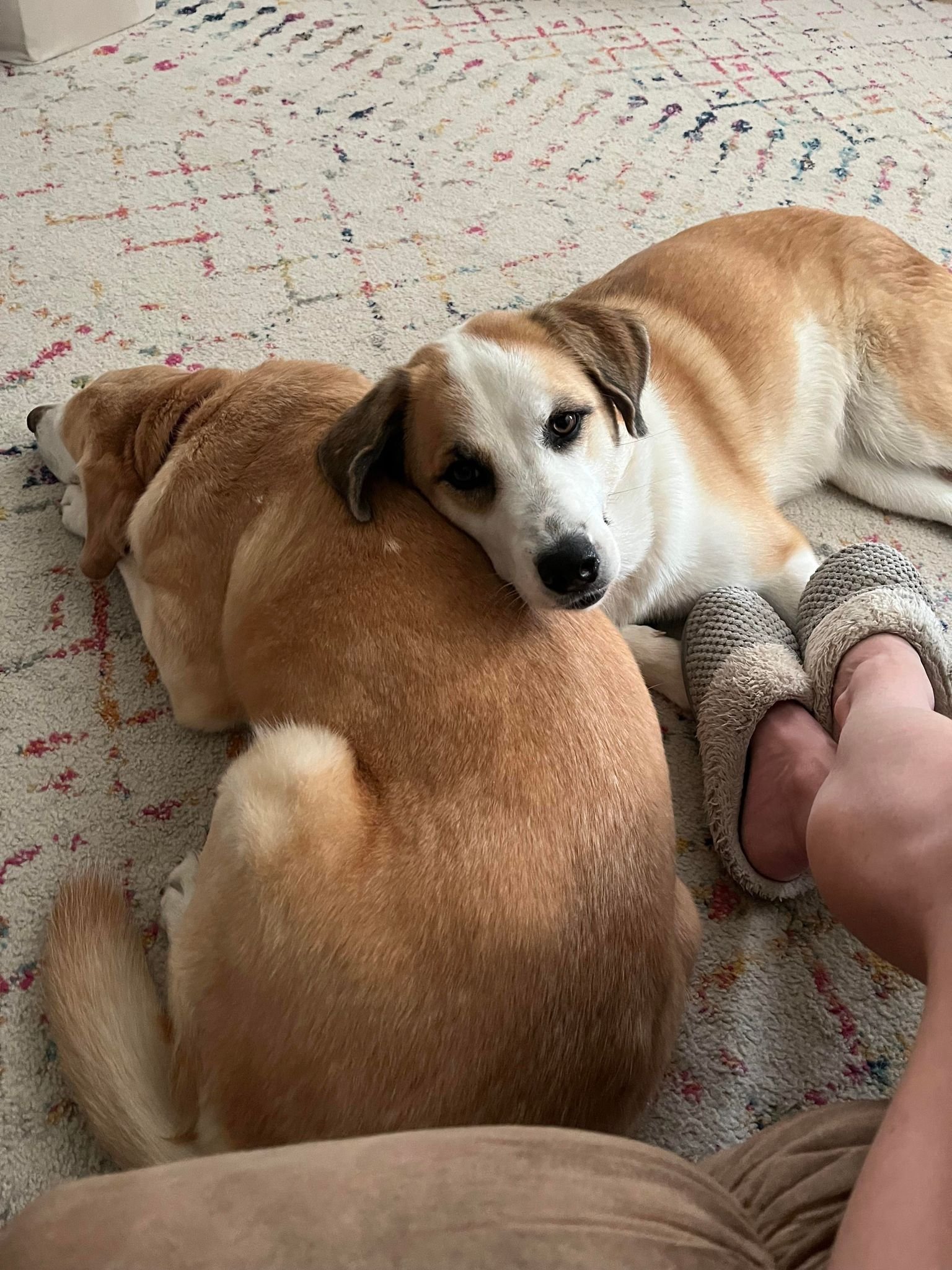 Dog for Adoption - Lilly, a Husky in Fredericksburg, TX | Alpha Paw