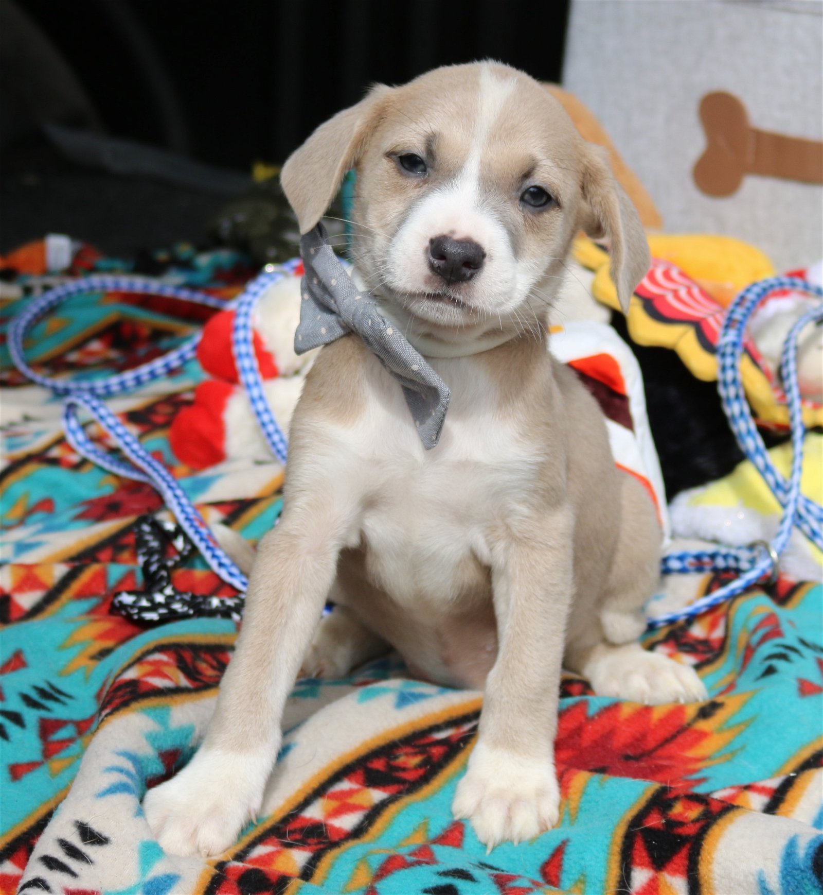 Dog for Adoption - Suki, a Labrador Retriever in Lackland Air Force ...