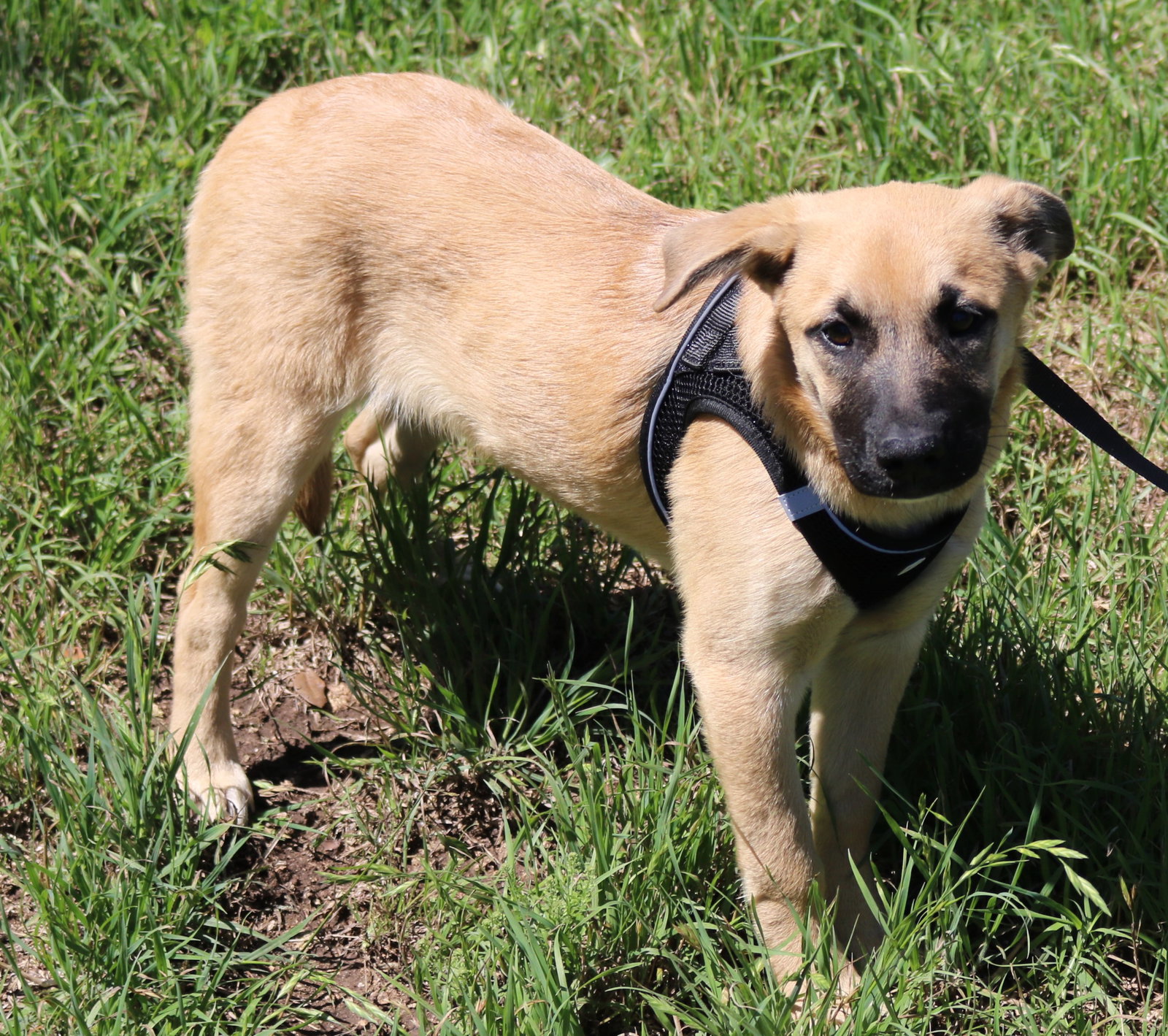 Dog for Adoption - Maven, a Boxer in Lackland Air Force Base, TX ...