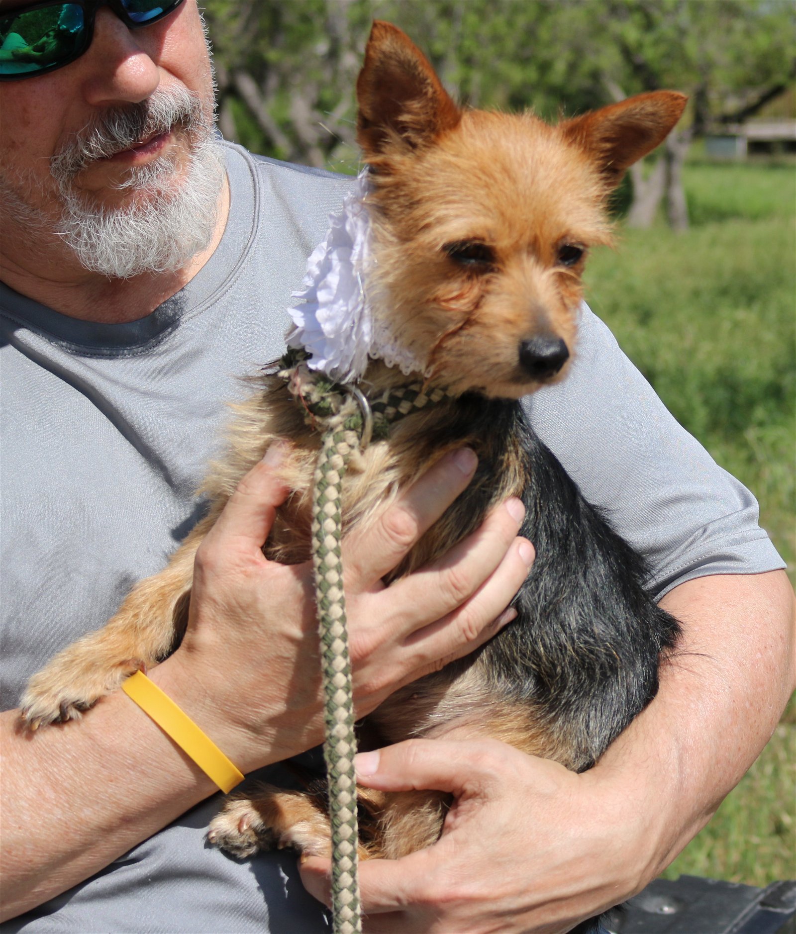 Dog for Adoption - Porsche, a Yorkshire Terrier Yorkie in Lackland Air ...