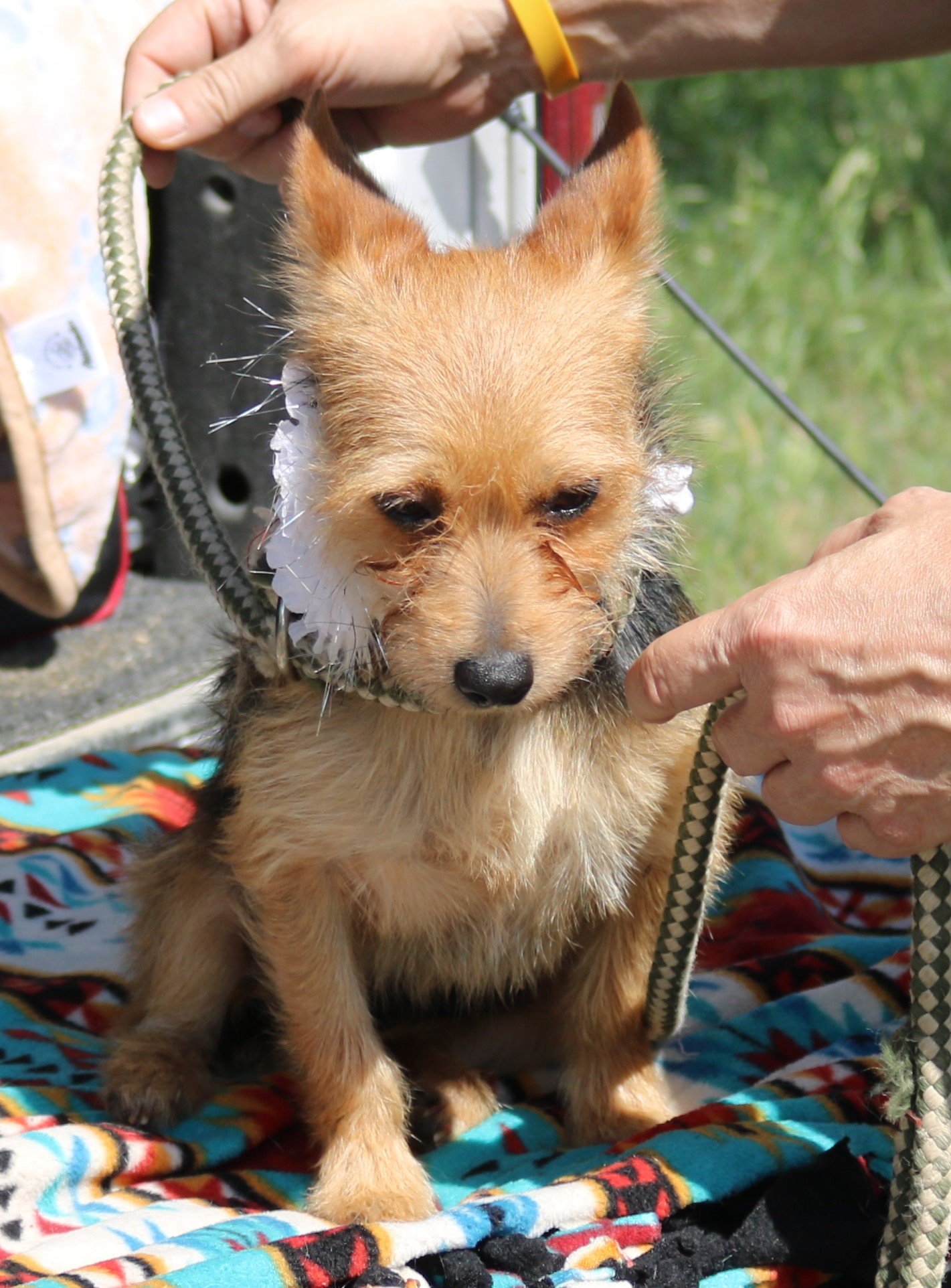 Dog for Adoption - Porsche, a Yorkshire Terrier Yorkie in Lackland Air ...