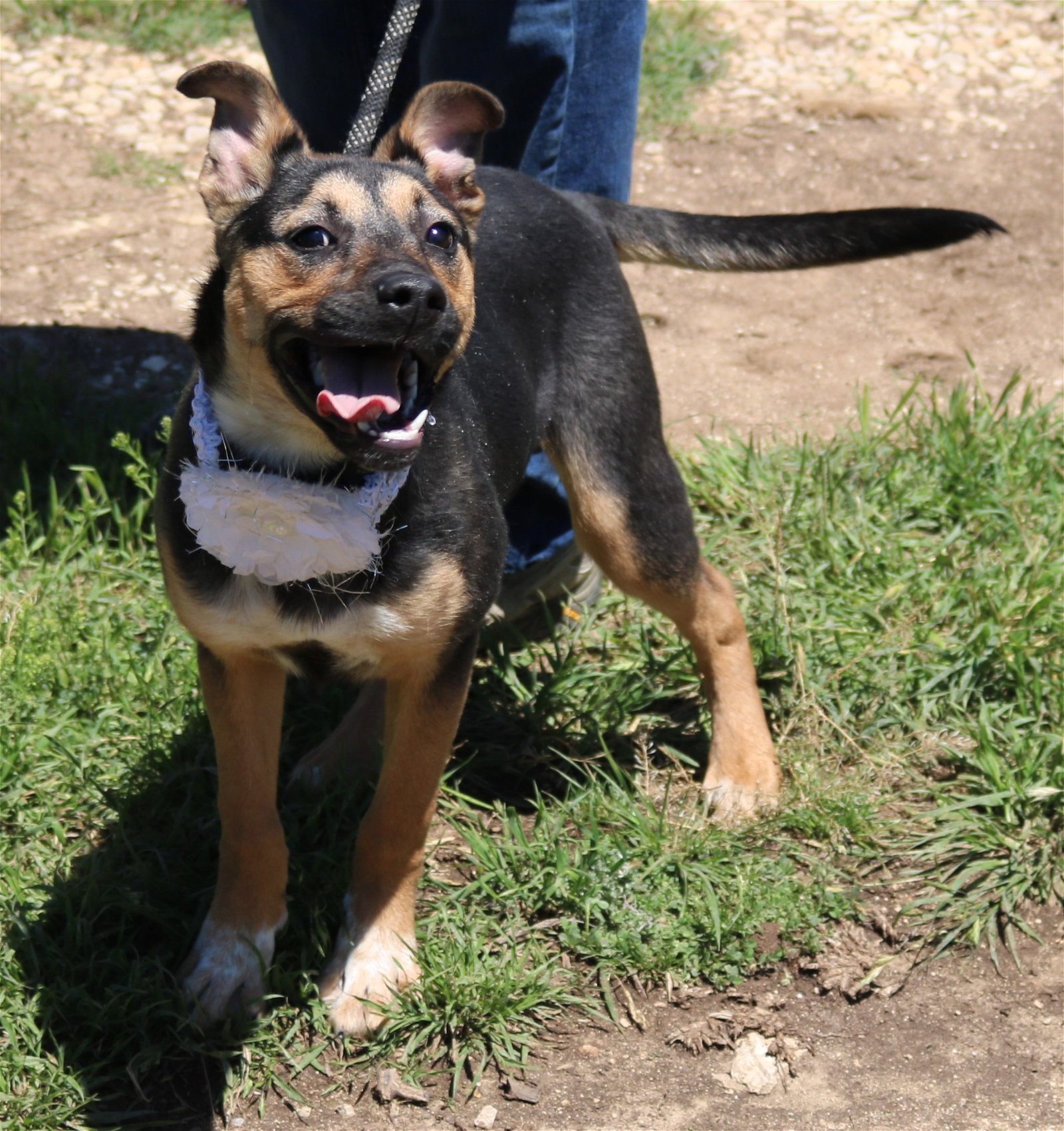 Dog for Adoption - Sammy, a German Shepherd Dog in San Antonio, TX ...