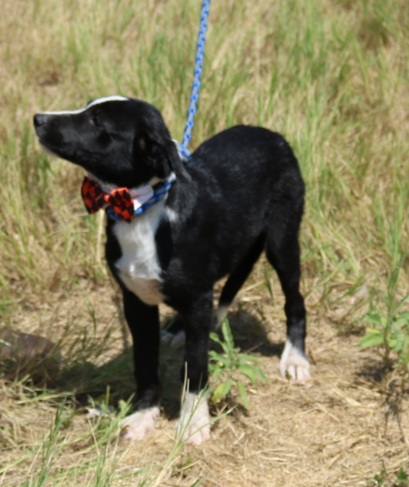 Dog for Adoption - Austin, a Border Collie in Harper, TX | Alpha Paw