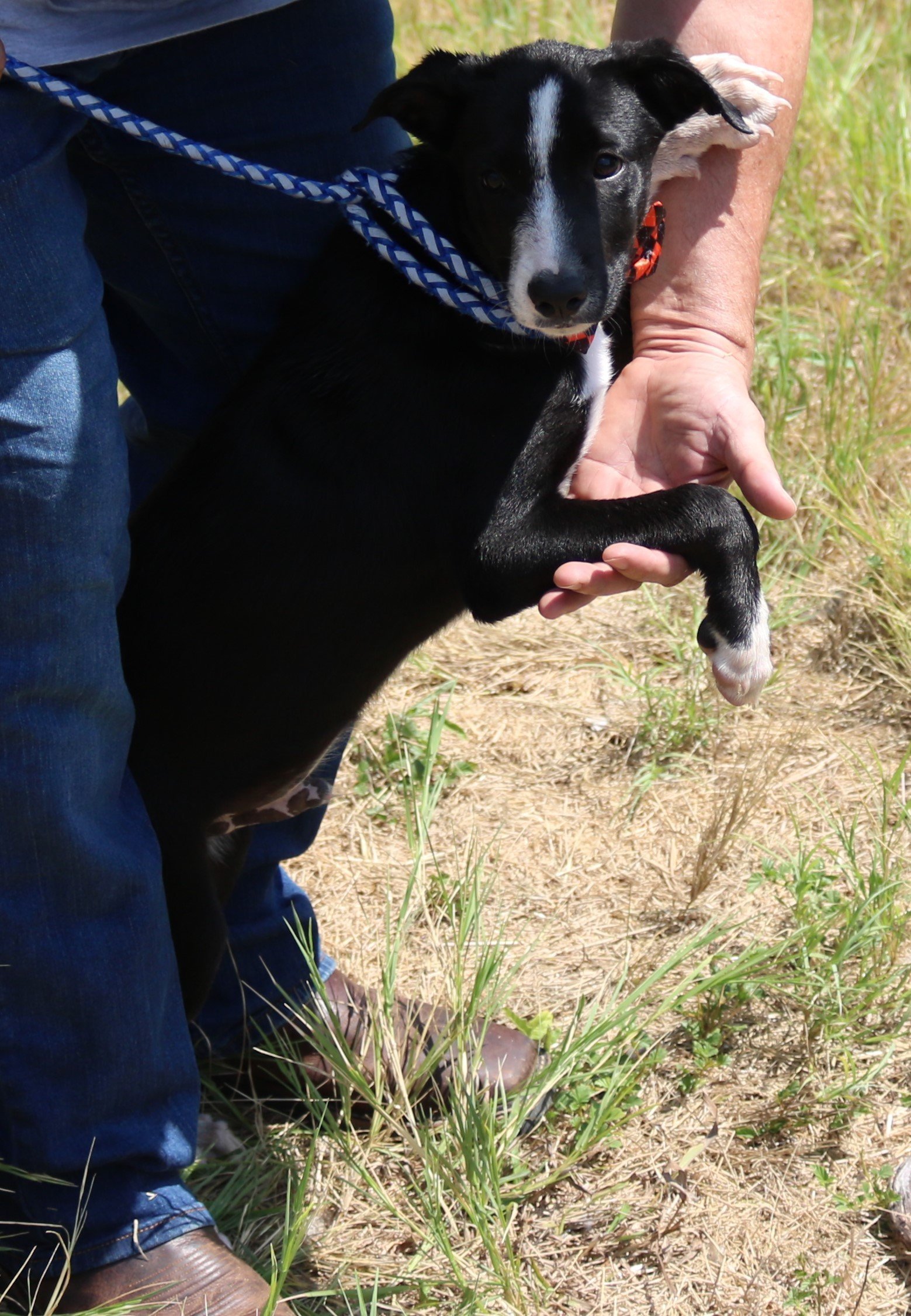 Dog for Adoption - Austin, a Border Collie in Harper, TX | Alpha Paw