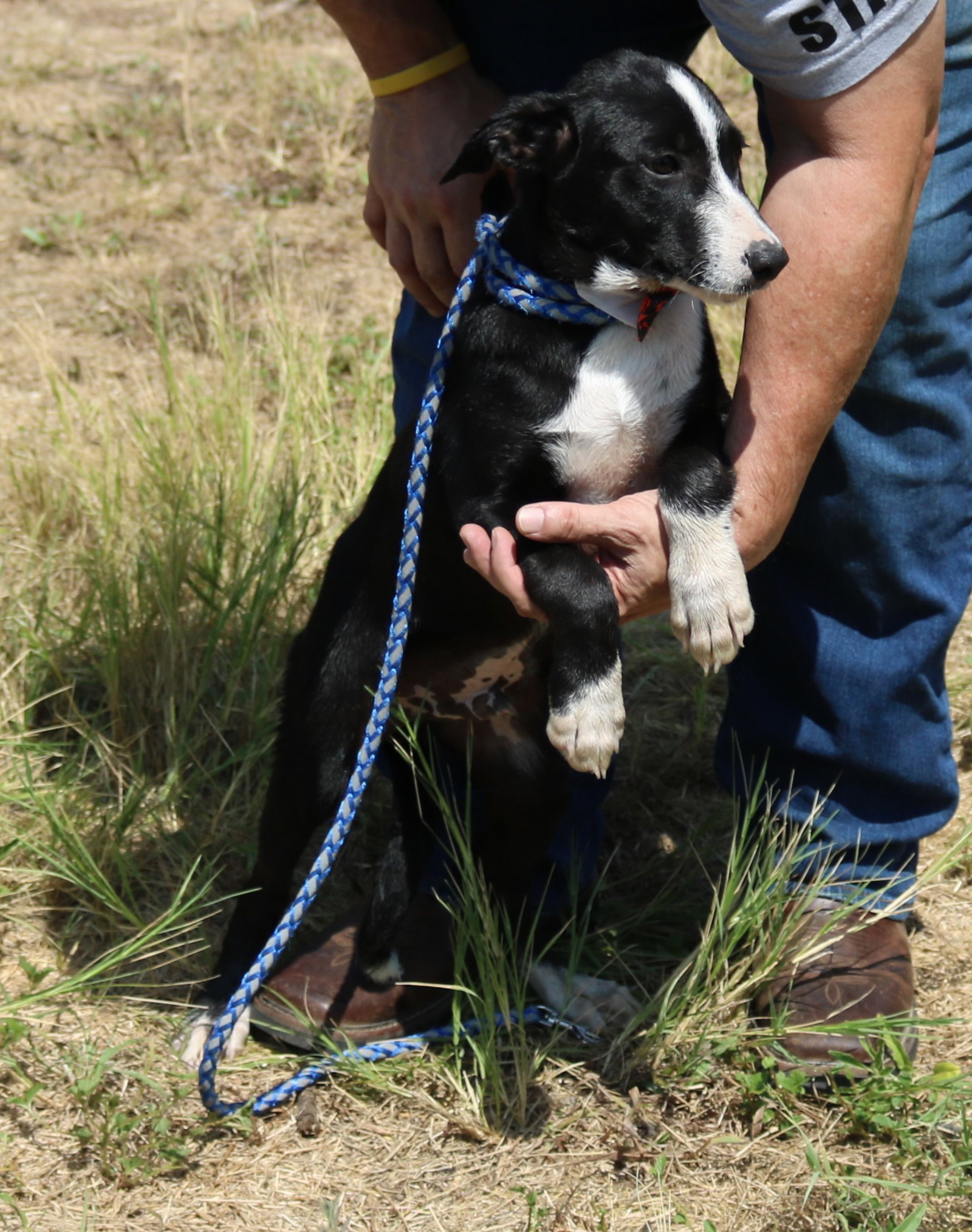 Dog for Adoption - Austin, a Border Collie in Harper, TX | Alpha Paw
