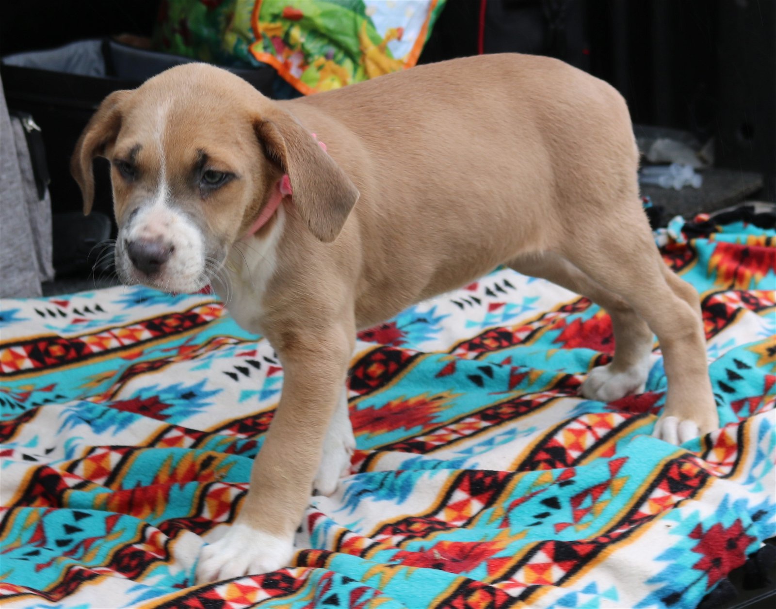 Dog for Adoption - Josie, a Labrador Retriever in Kerrville, TX | Alpha Paw