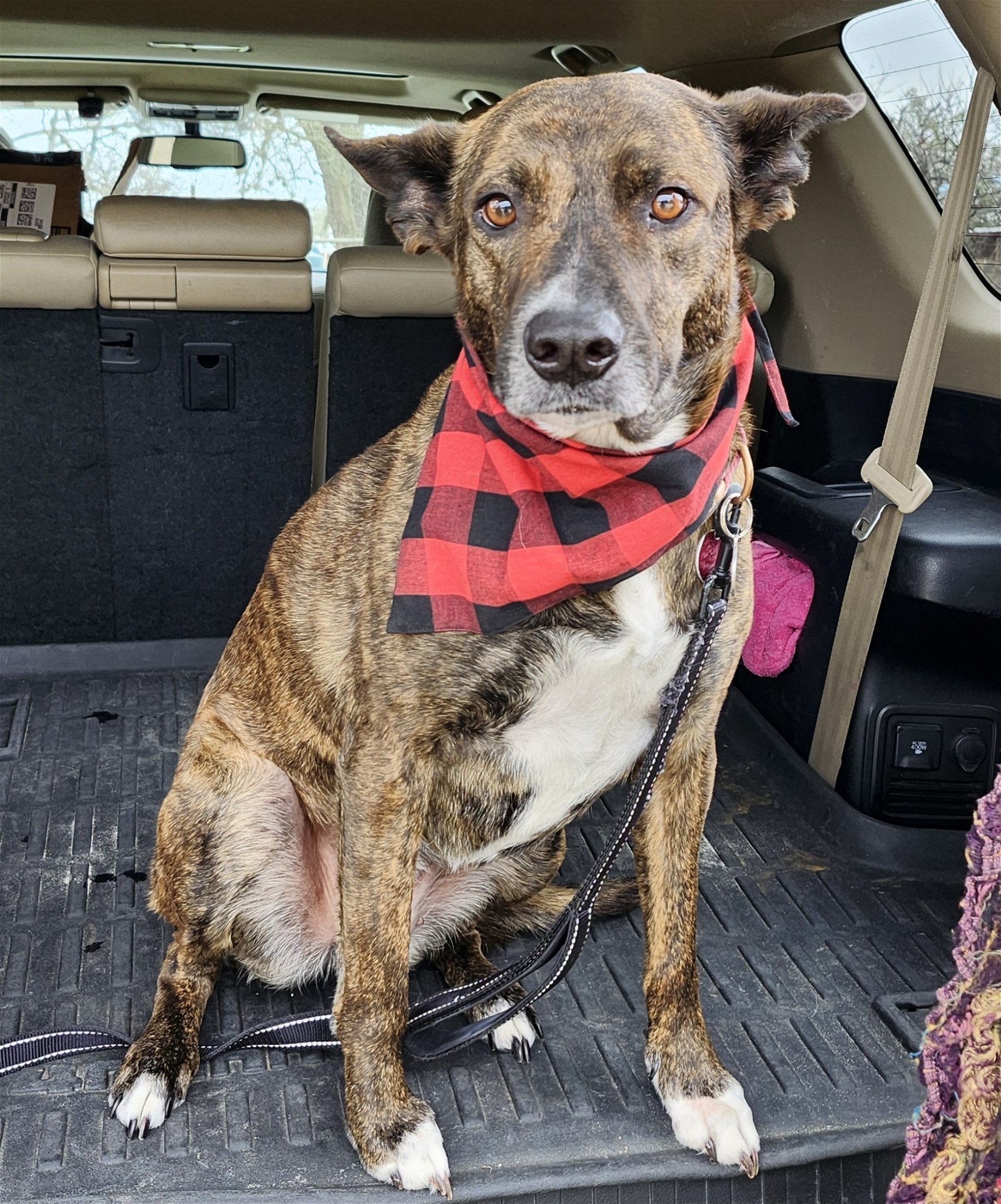 Dog for Adoption - Hazel, a Dutch Shepherd in Kerr County, TX | Alpha Paw
