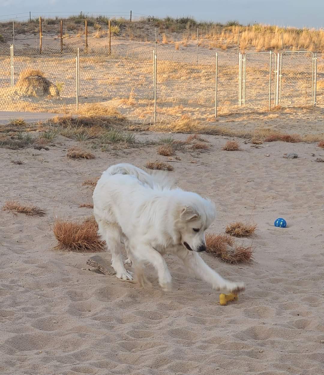 Dog for Adoption - REESE, a Great Pyrenees in Cheyenne, WY | Alpha Paw