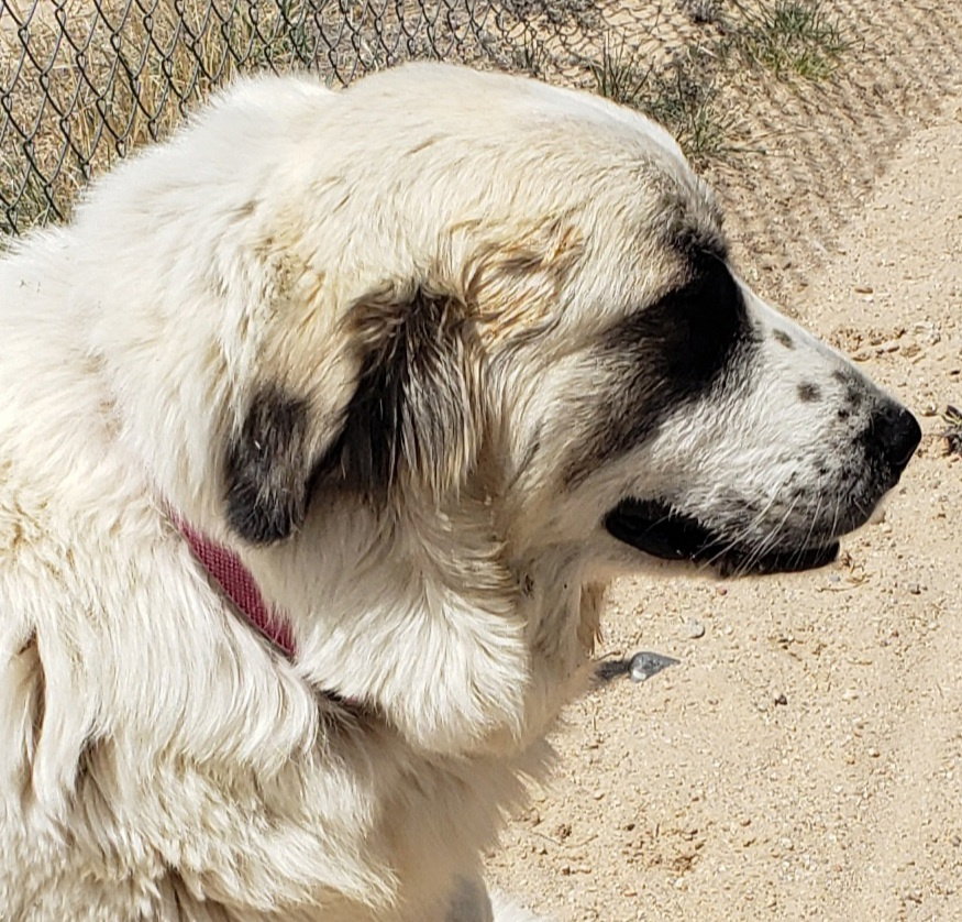 Dog for Adoption - MAMMY, a Great Pyrenees in Penrose, CO | Alpha Paw