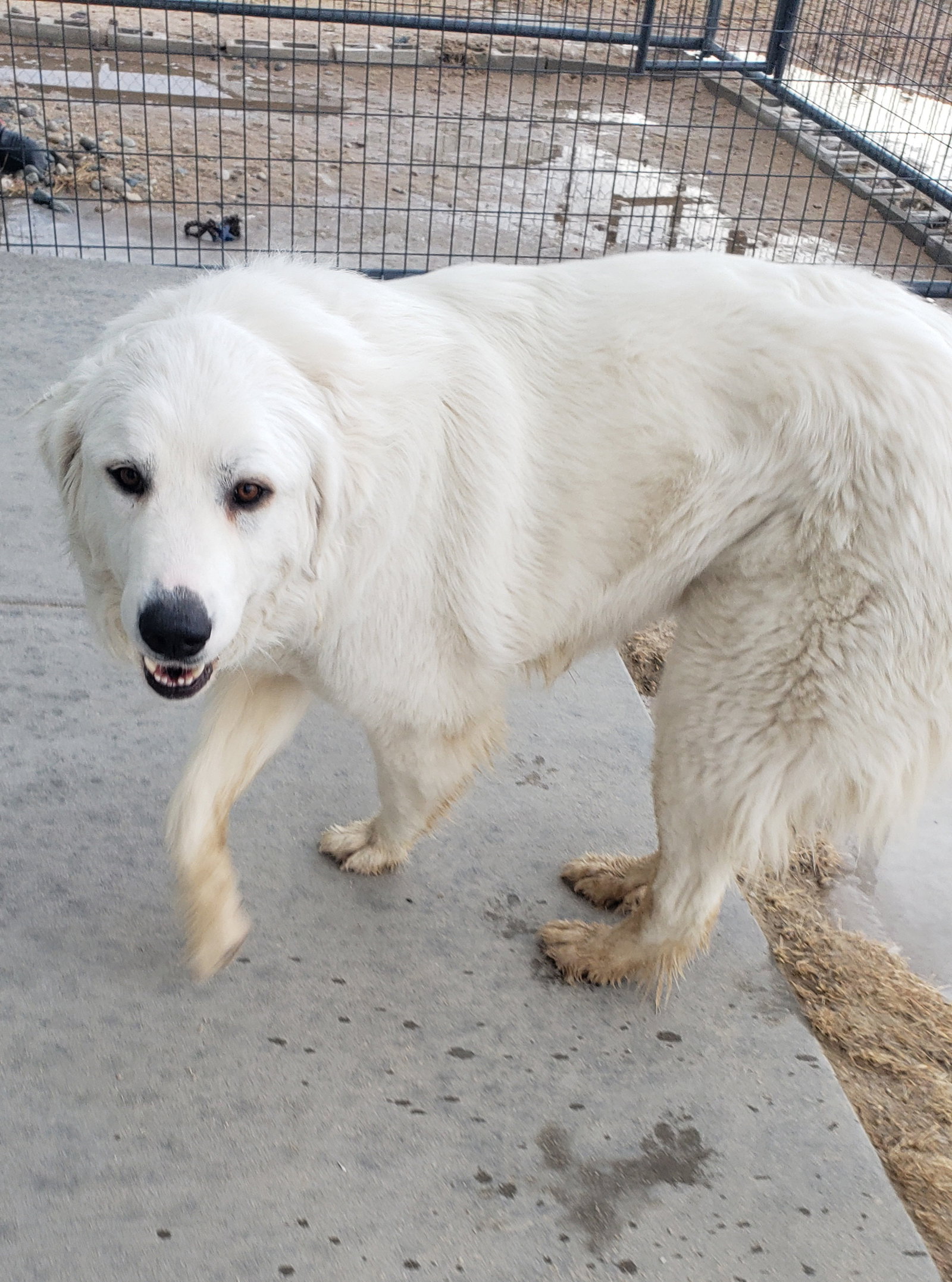 Great Pyrenees Rescue Colorado