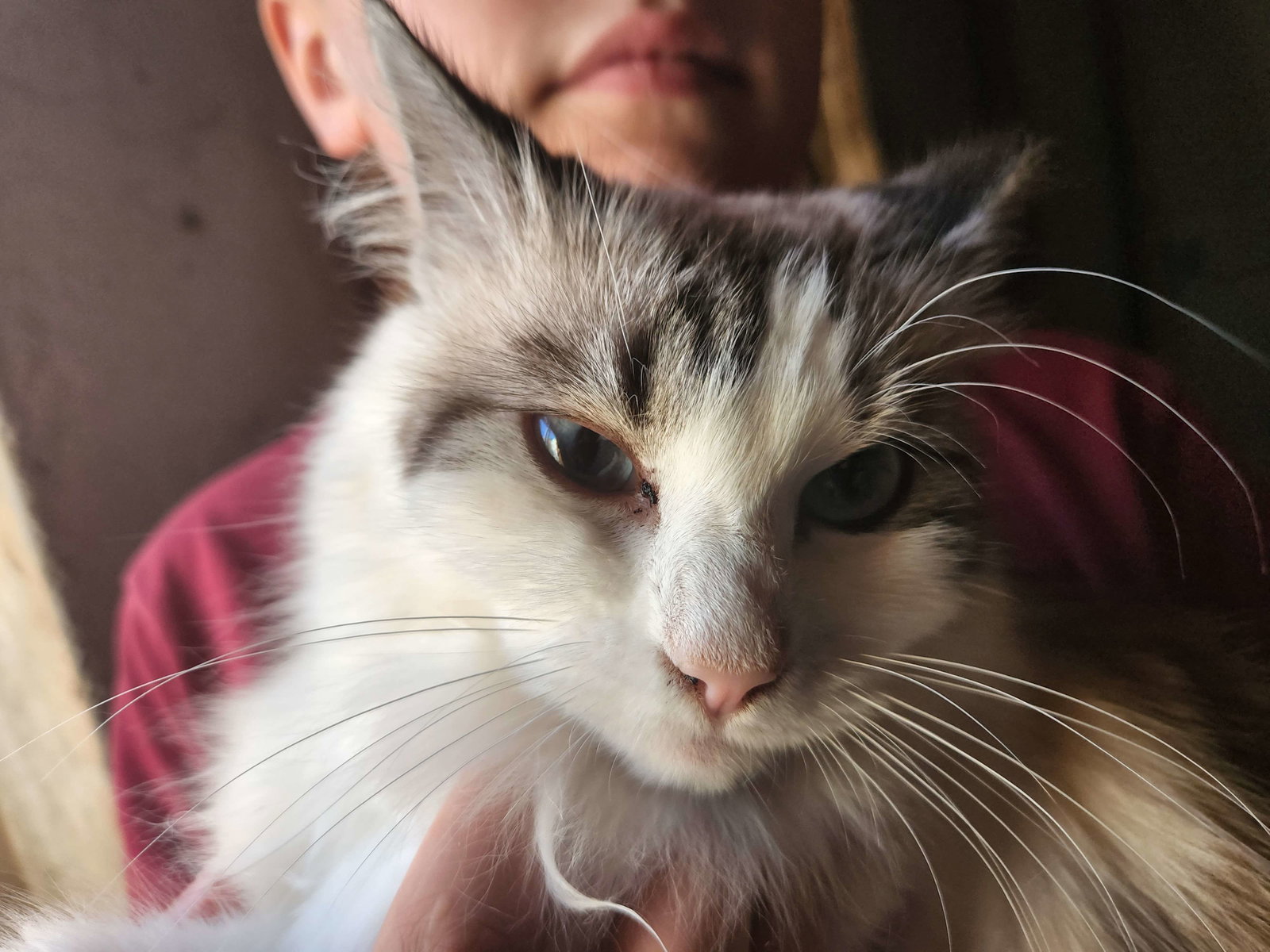 Cats for Adoption in Spokane, Washington | Alpha Paw