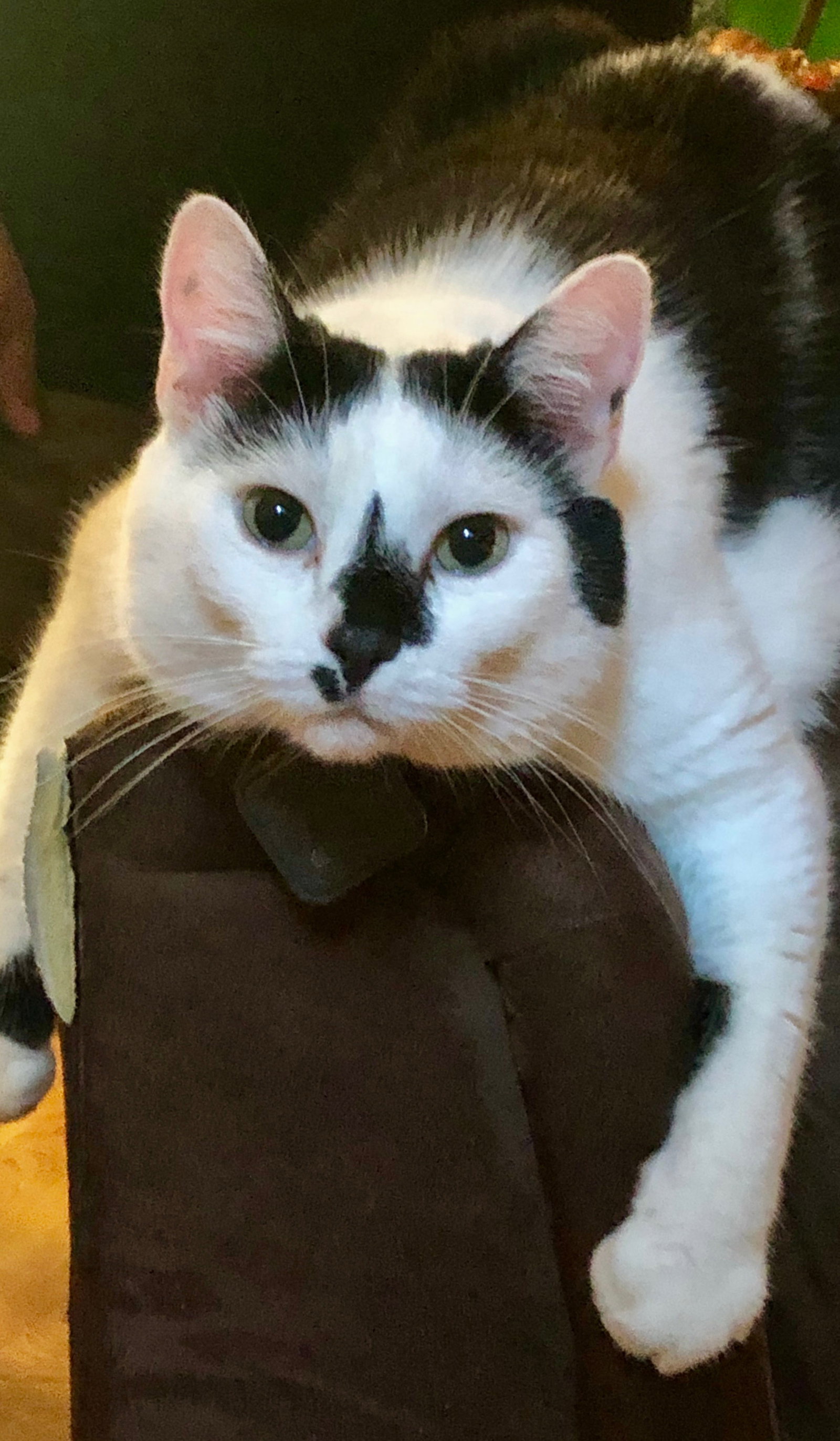Cats for Adoption in Spokane, Washington | Alpha Paw
