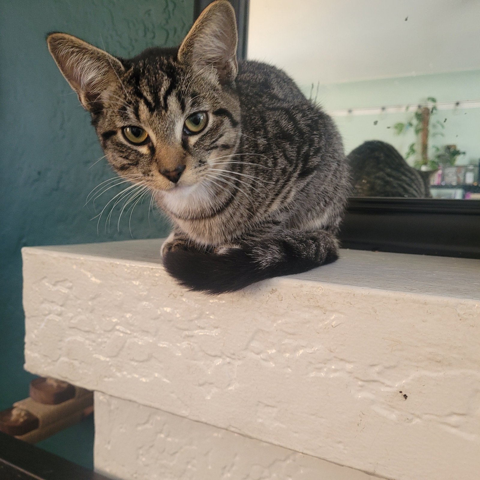 Cats for Adoption in Spokane, Washington | Alpha Paw
