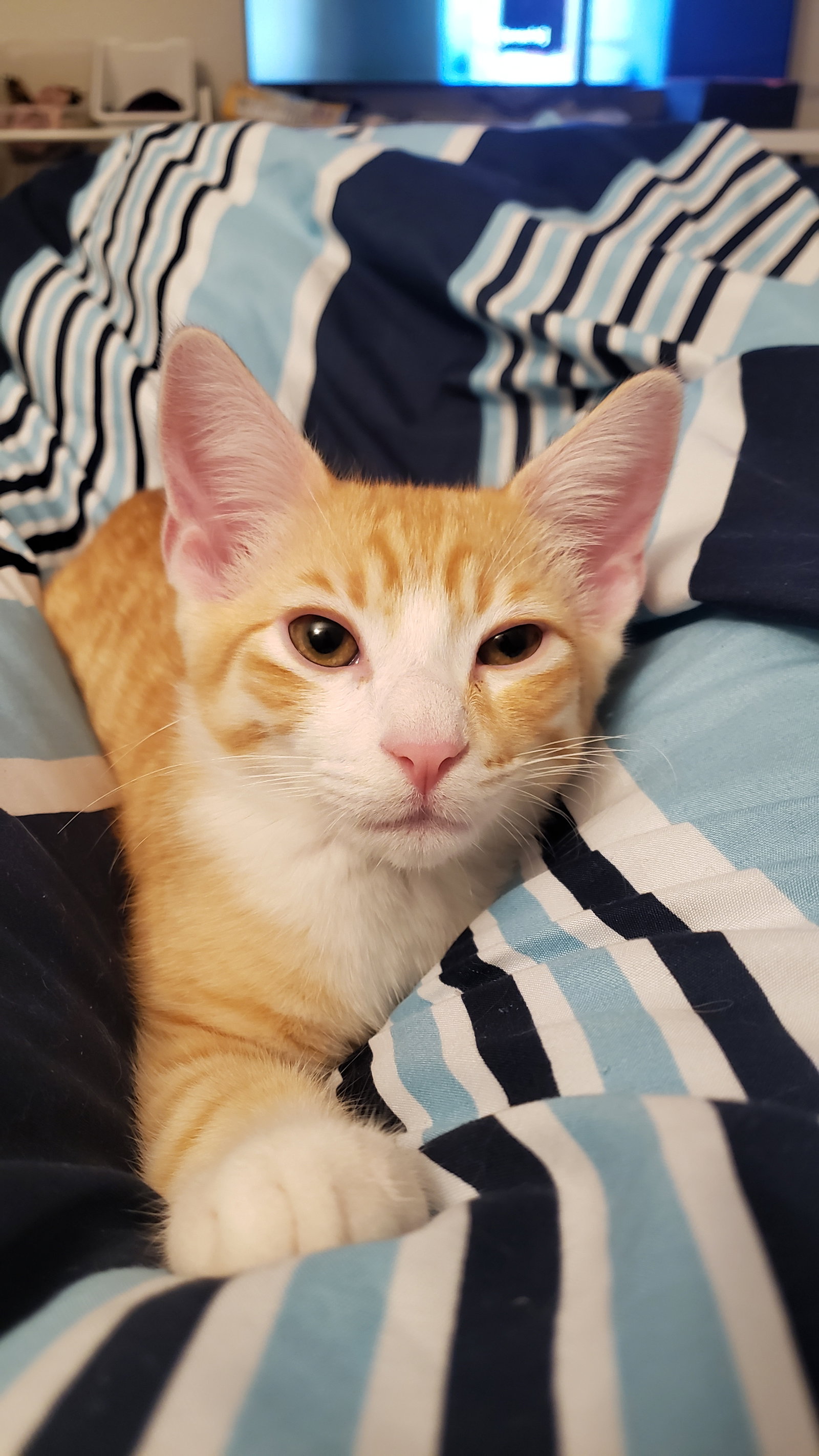 Cats for Adoption in Spokane Valley, Washington | Alpha Paw