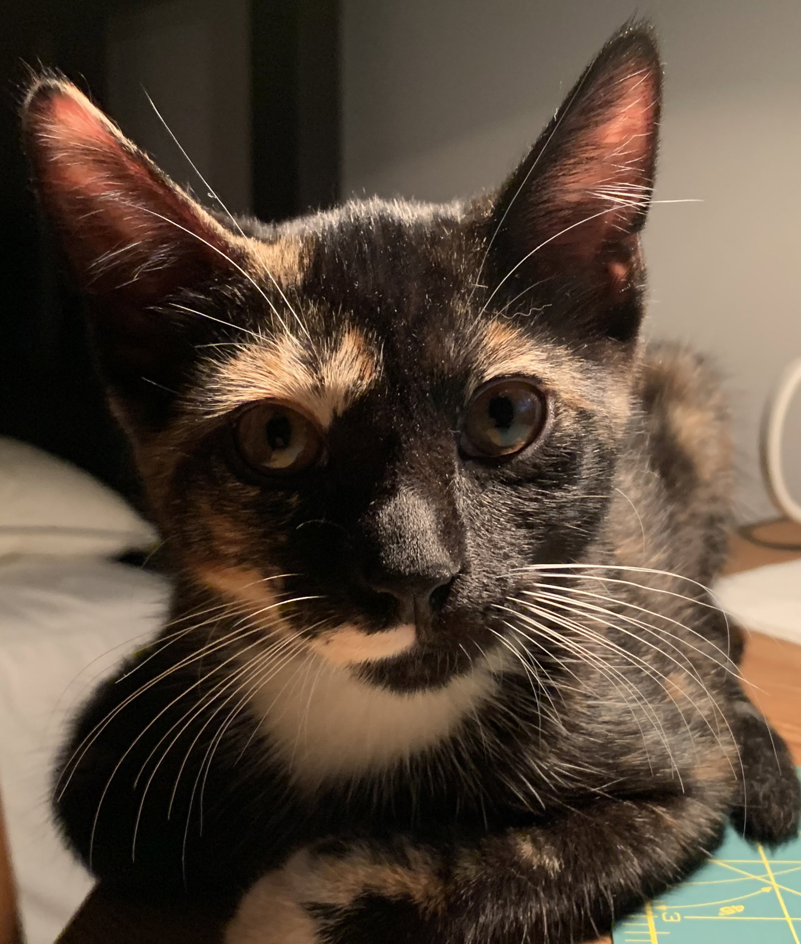Cats for Adoption in Spokane, Washington | Alpha Paw