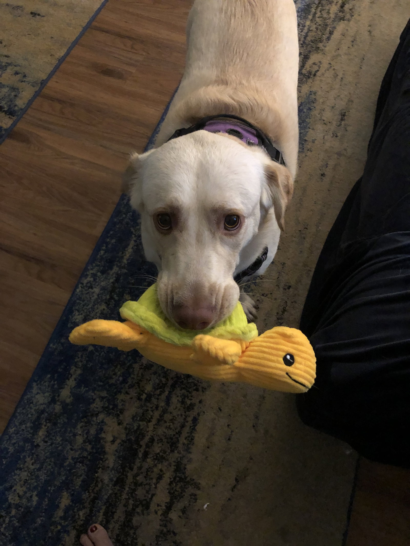 Dog for Adoption - Bella, a in Airway Heights, WA | Alpha Paw