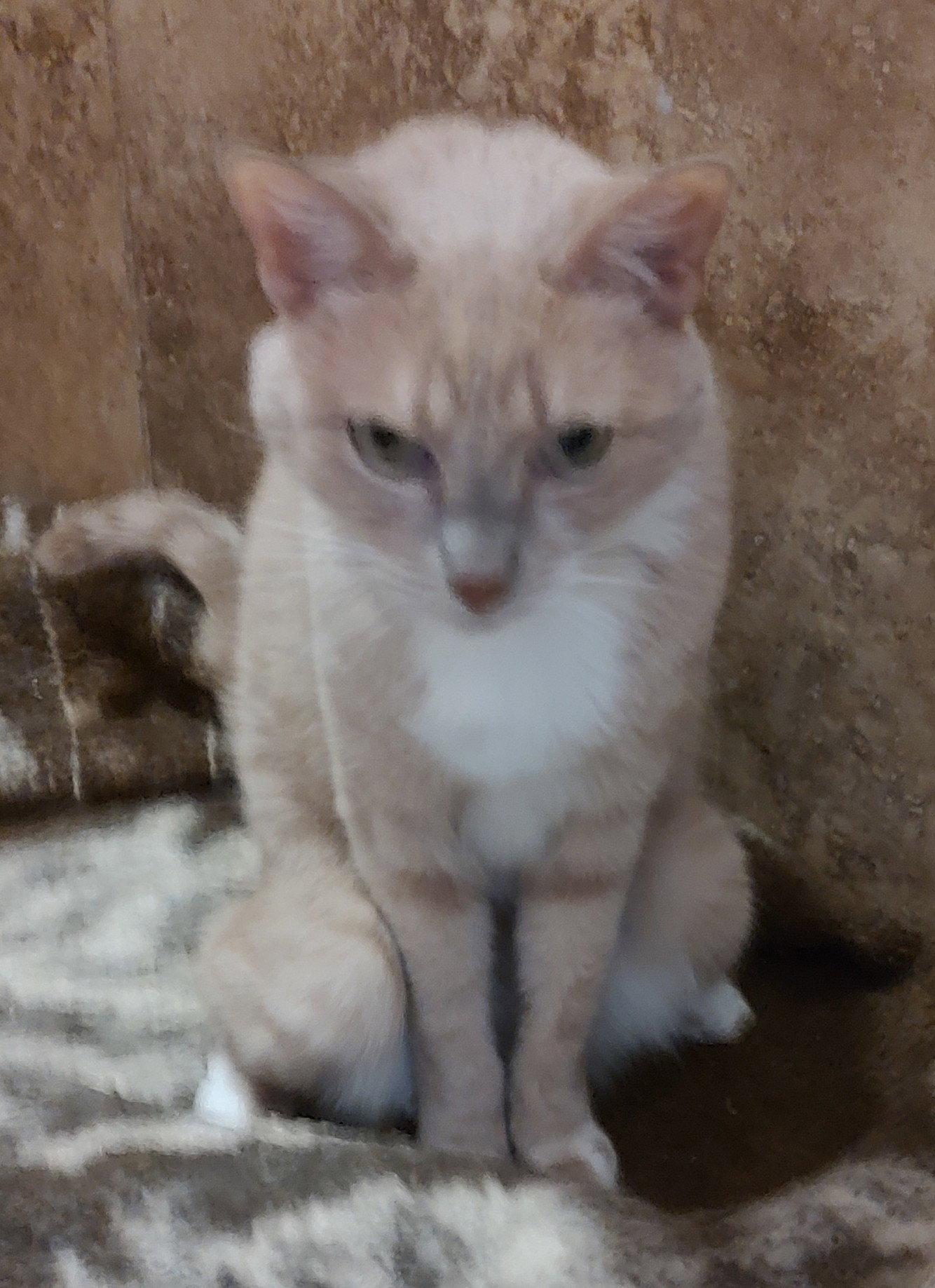 Cat adoption in Glendale, AZ 85304: Domestic Short Hair / Mixed (short ...