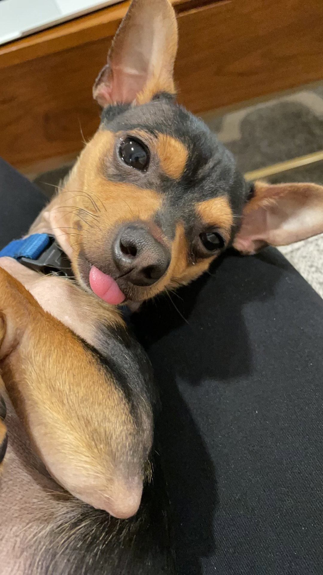 Dog for Adoption - Batman ADOPTED, a Miniature Pinscher in San Mateo ...