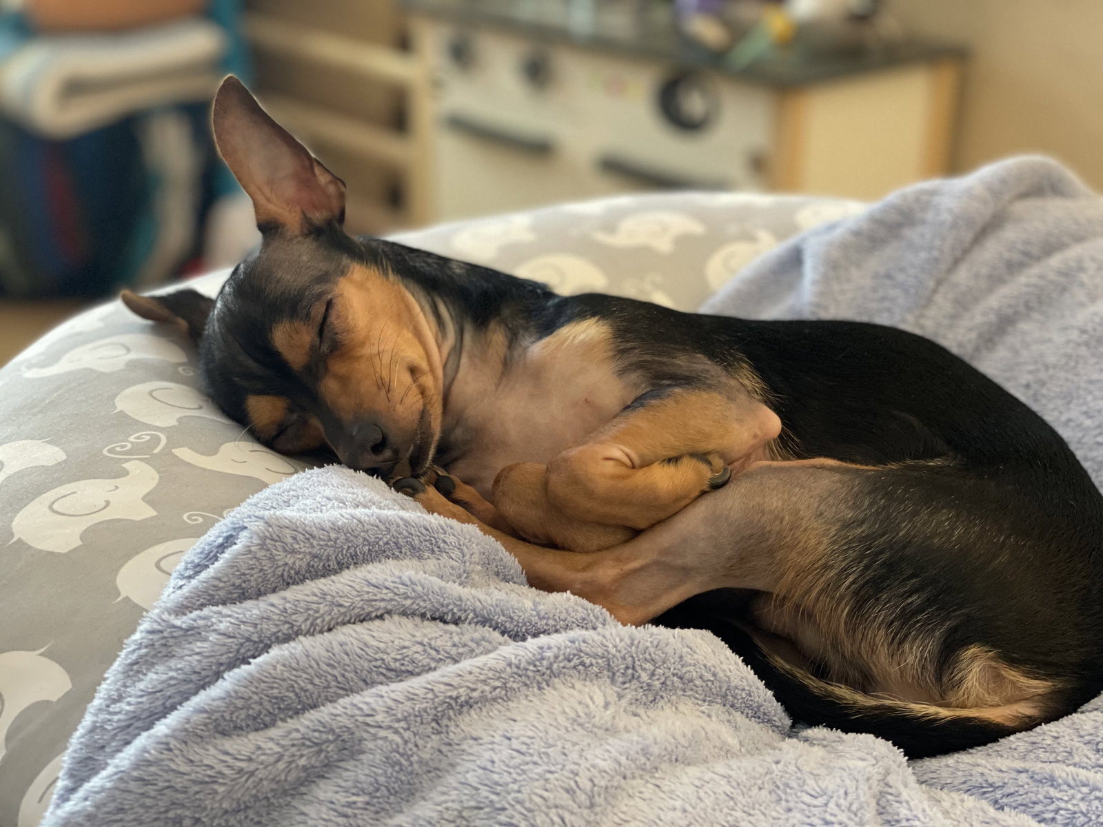 Dog for Adoption - Batman ADOPTED, a Miniature Pinscher in San Mateo ...