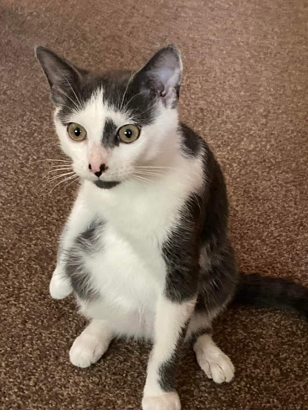 Cats for Adoption in Elk River, Minnesota | Alpha Paw