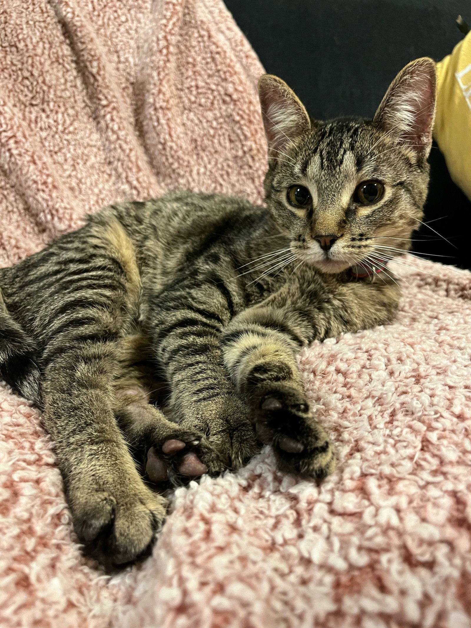 Cats for Adoption in Brooklyn Park, Minnesota | Alpha Paw