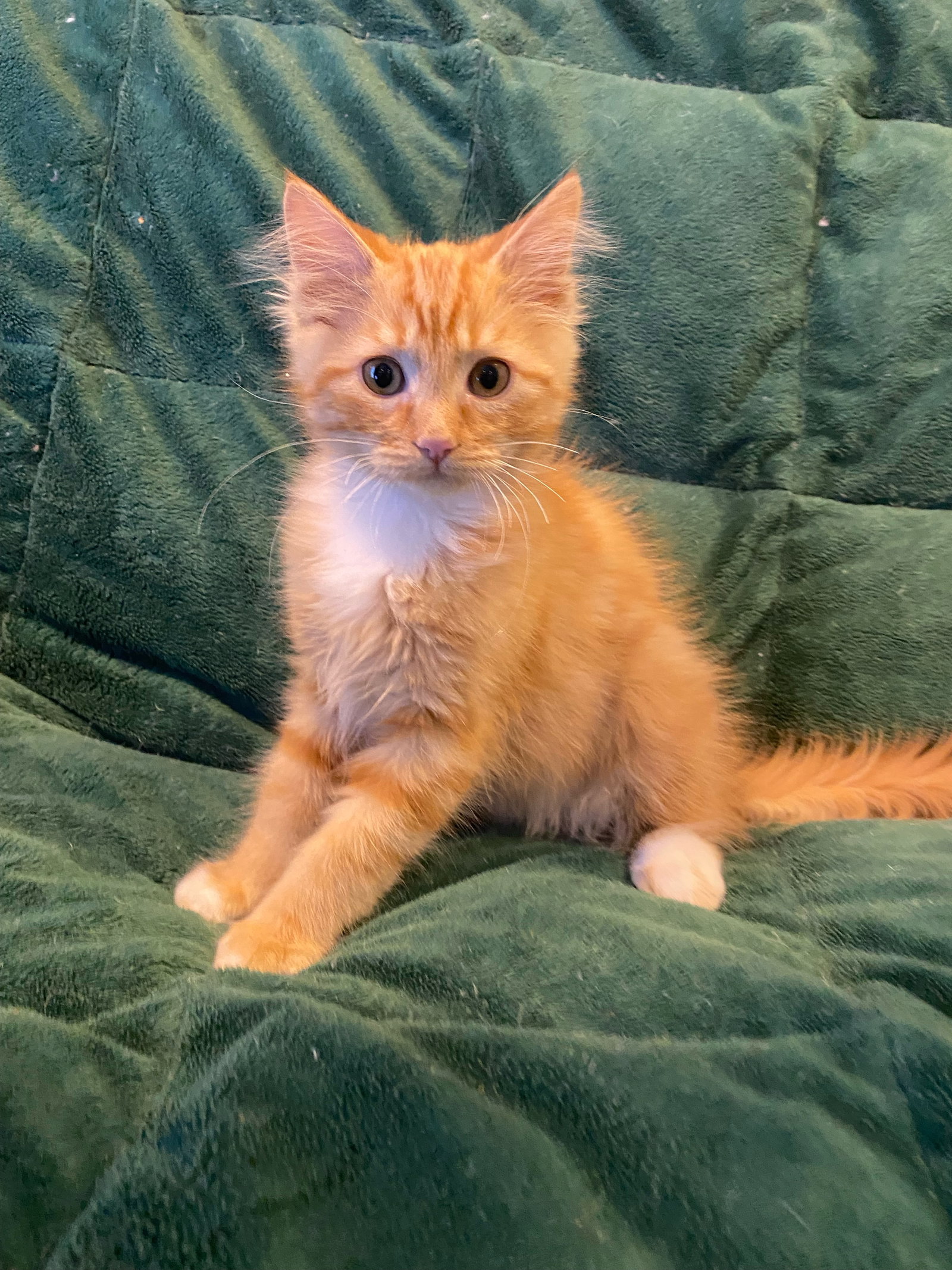 Cats for Adoption in Sibley County, Minnesota | Alpha Paw