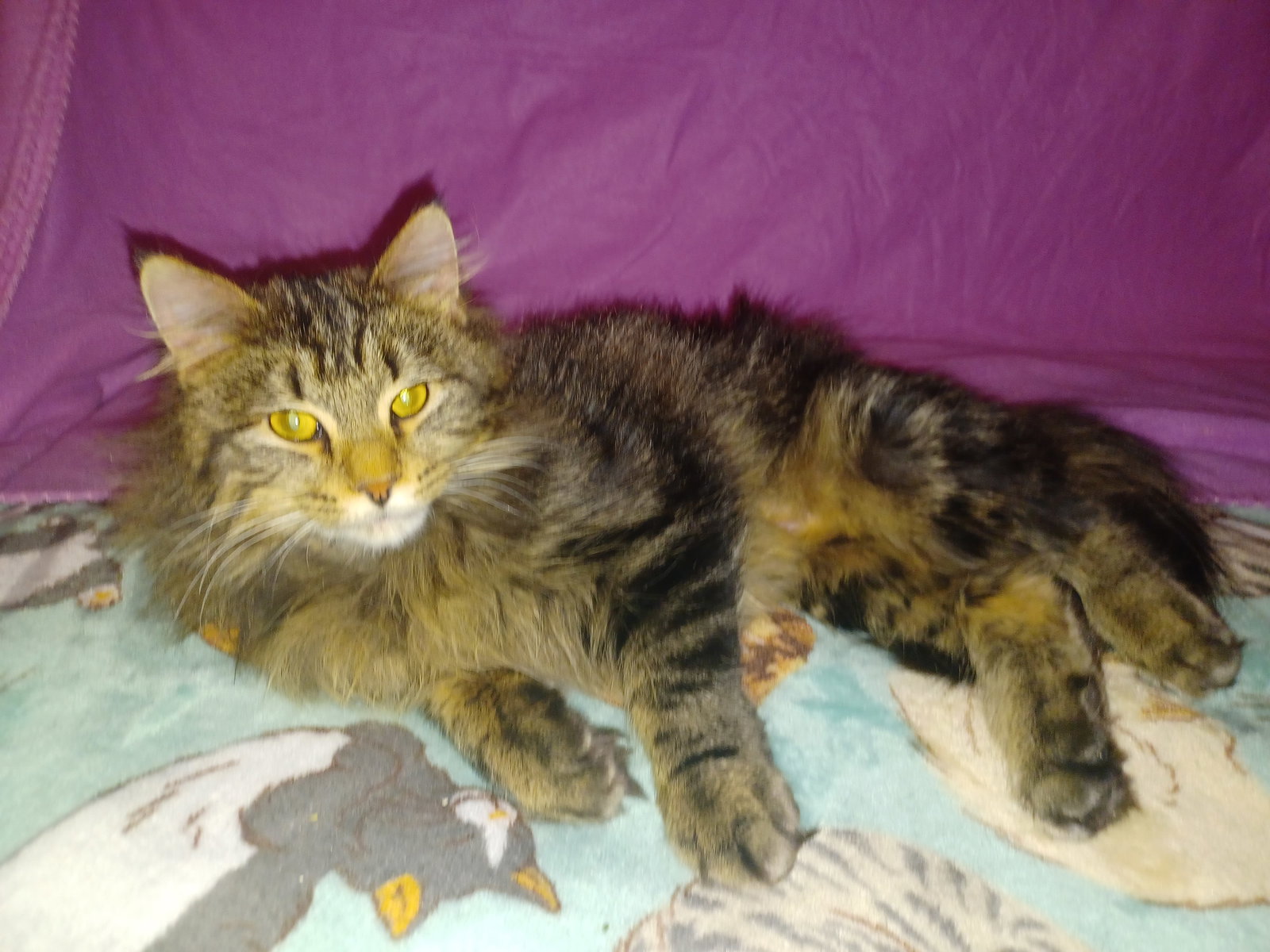 Cats for Adoption in Saint Paul, Minnesota | Alpha Paw