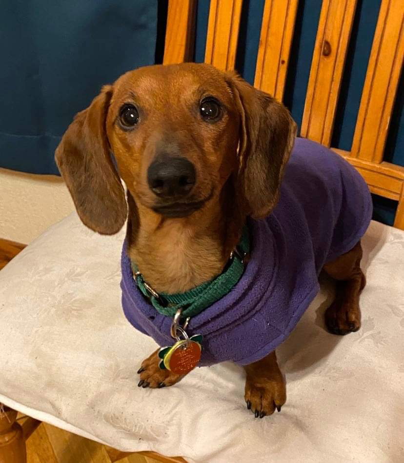 Dog for Adoption - Willy, a Dachshund in Lester Prairie, MN | Alpha Paw