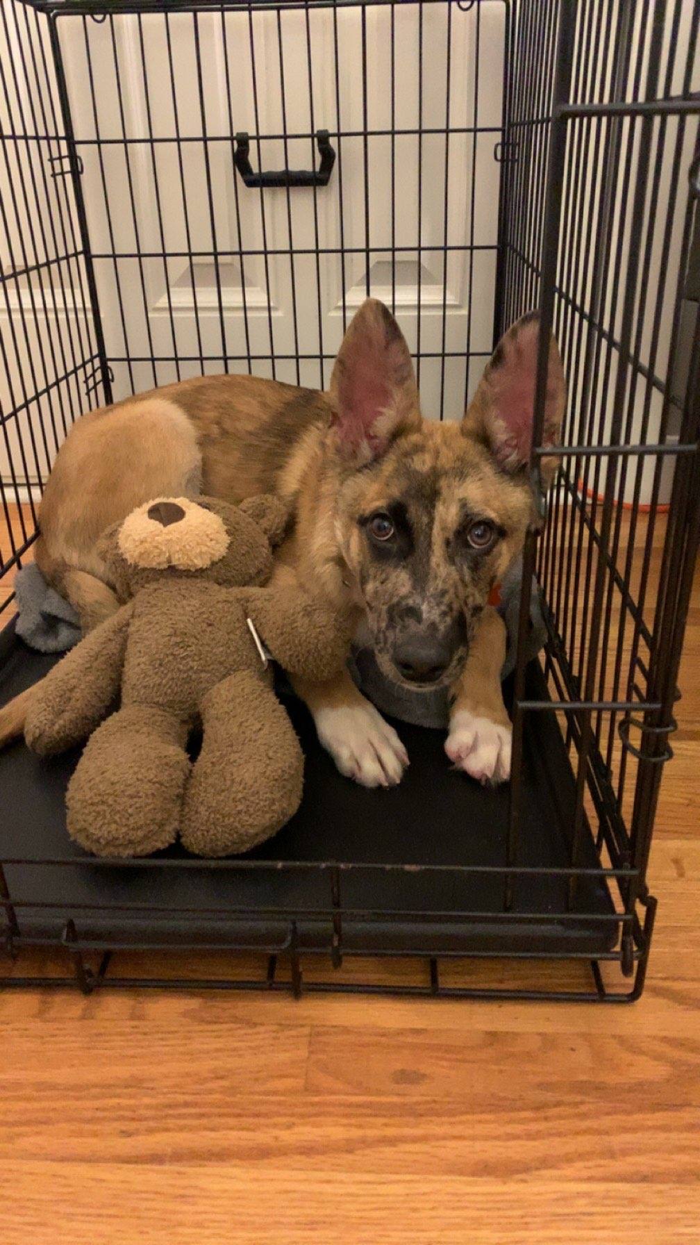 Dog for Adoption - Pharaoh**FOSTER NEEDED**, a German Shepherd Dog in ...