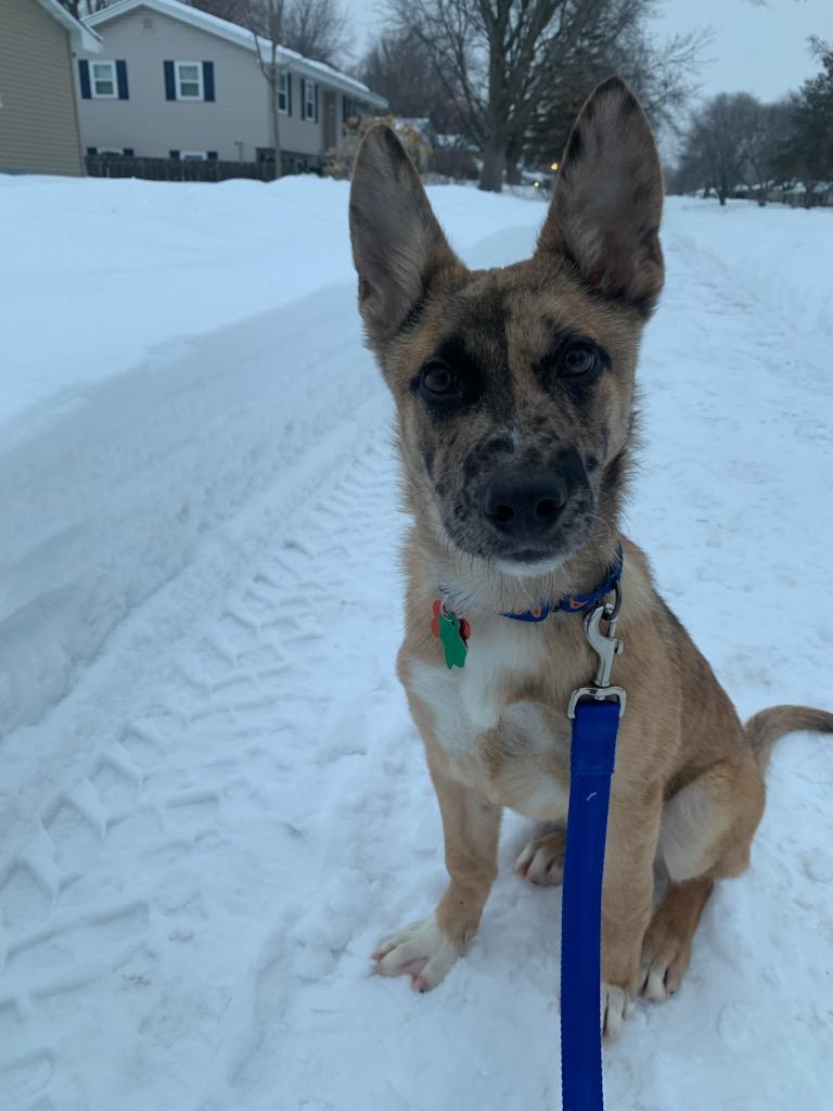 Dog for Adoption - Pharaoh**FOSTER NEEDED**, a German Shepherd Dog in ...