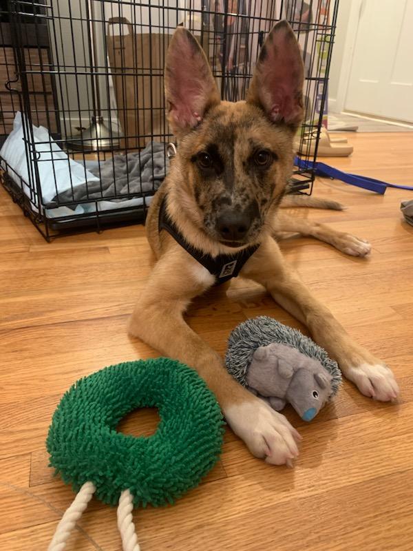 Dog for Adoption - Pharaoh**FOSTER NEEDED**, a German Shepherd Dog in ...