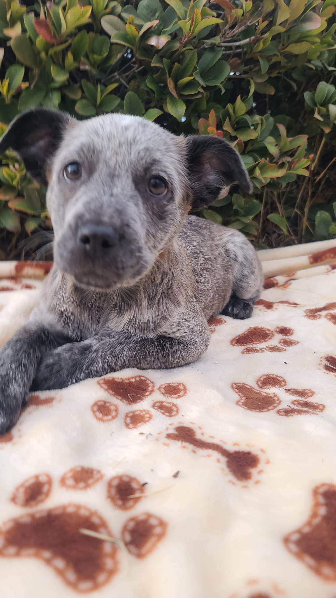 Dog for Adoption - Muara, a Australian Cattle Dog/Blue Heeler in Rogers ...
