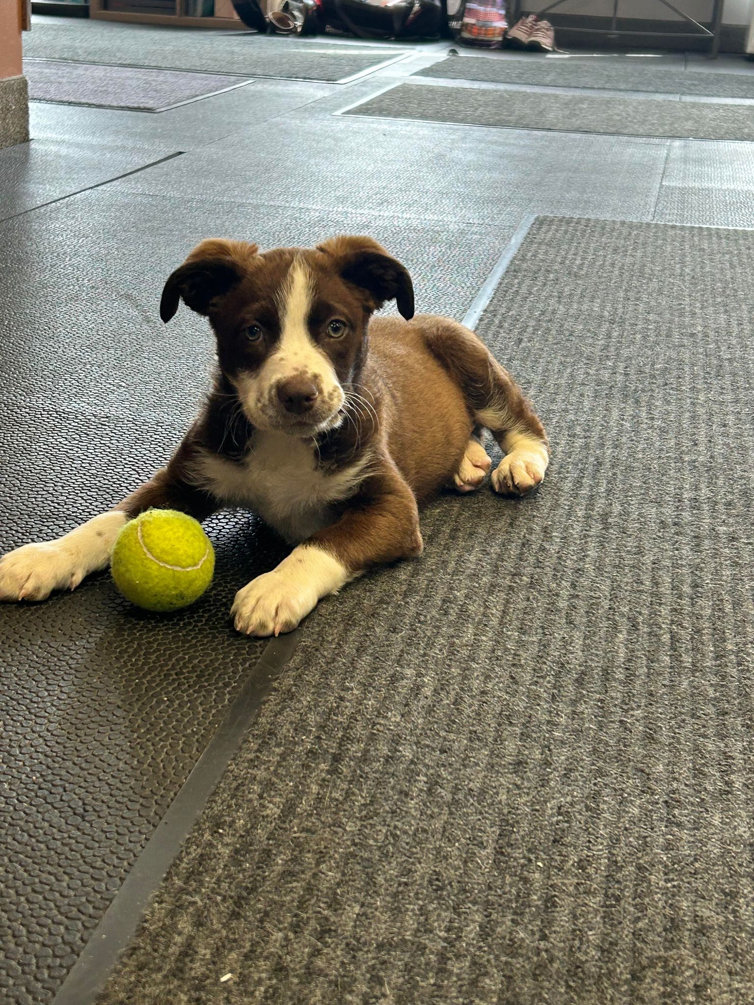 Dog for Adoption - Boyd, a Australian Shepherd in Gaylord, MN | Alpha Paw