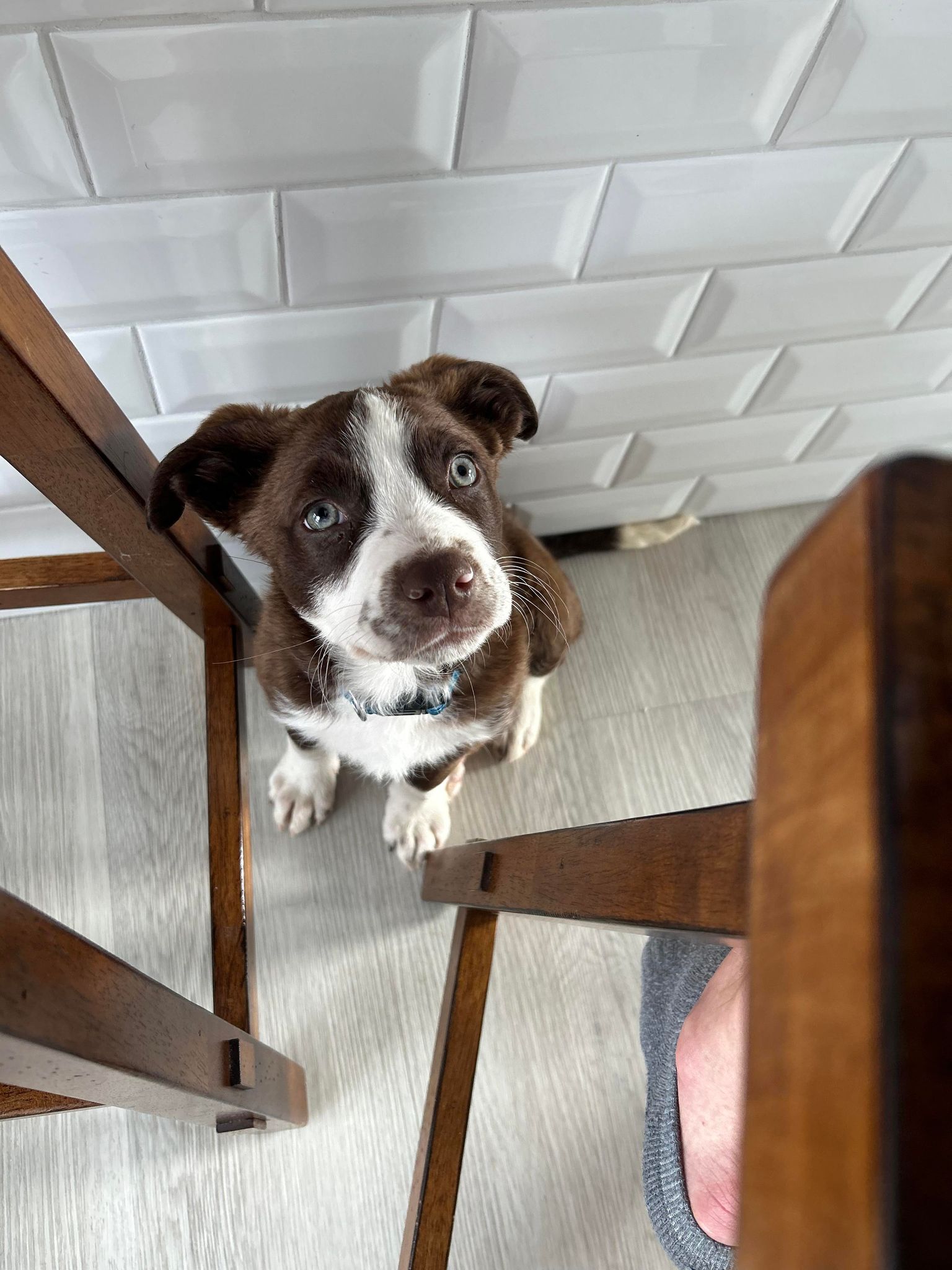 Dog for Adoption - Boyd, a Australian Shepherd in Gaylord, MN | Alpha Paw