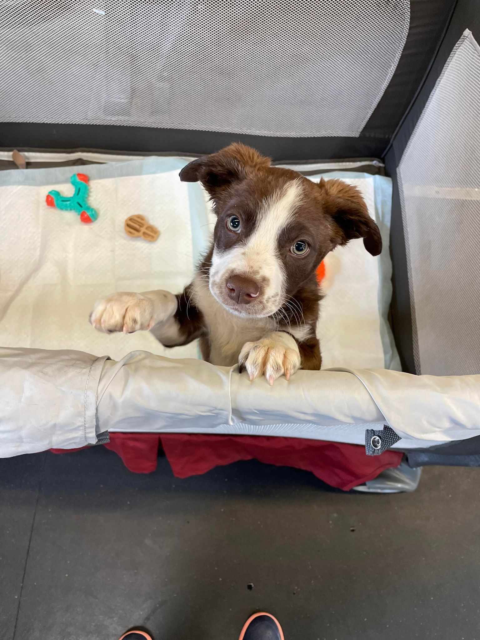 Dog for Adoption - Boyd, a Australian Shepherd in Gaylord, MN | Alpha Paw