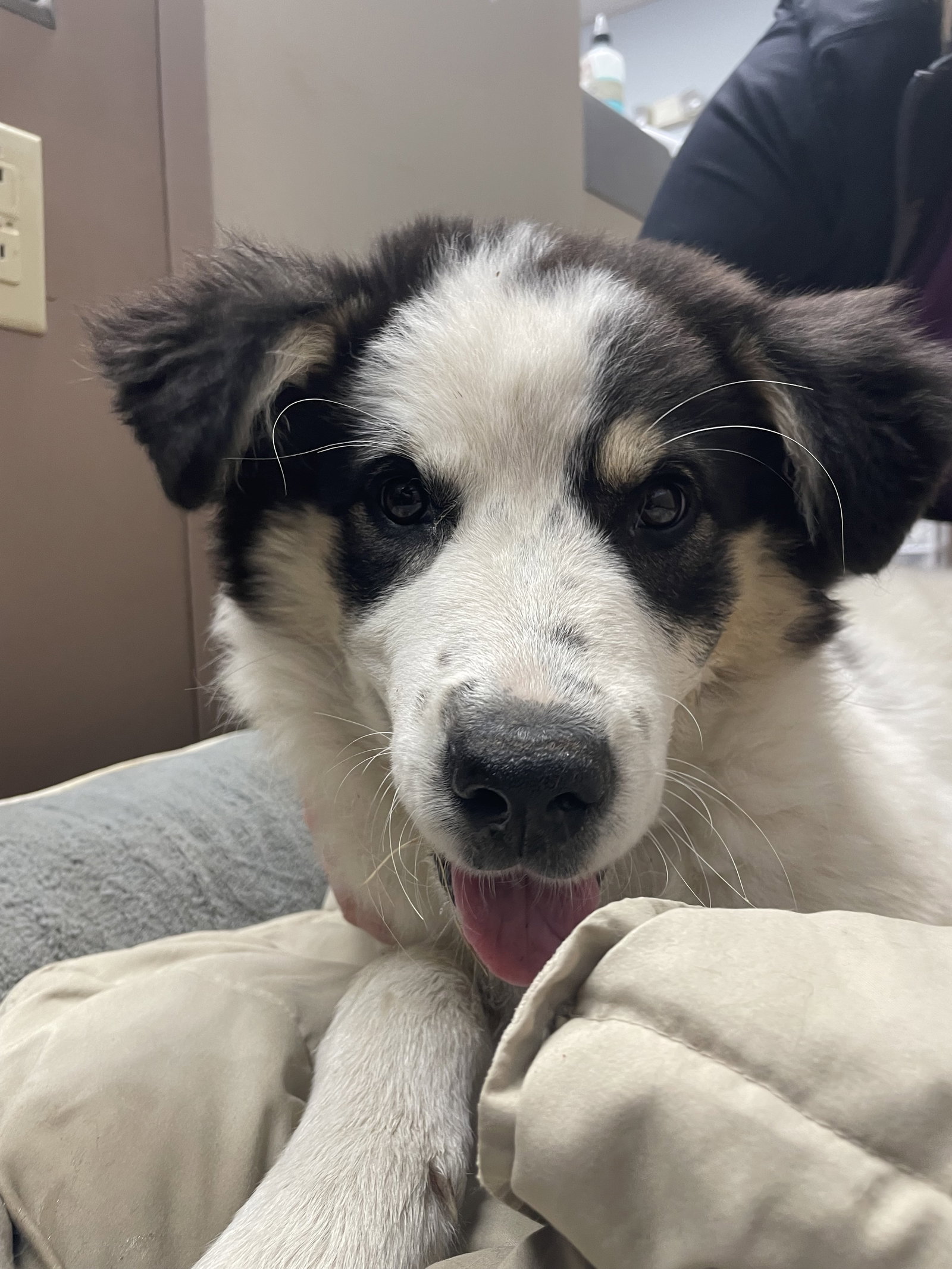 Dog for Adoption - Timmie**FOSTER OR FOSTER TO ADOPT NEEDED**, a ...