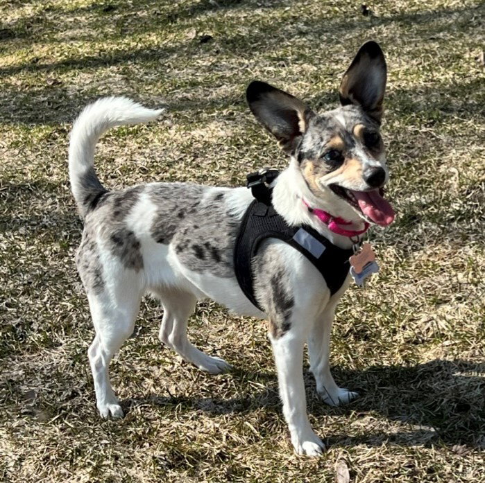 Dog for Adoption - Sonja, a Corgi in Gaylord, MN | Alpha Paw