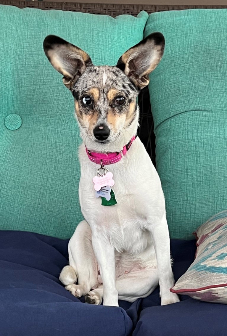 Dog for Adoption - Sonja, a Corgi in Gaylord, MN | Alpha Paw
