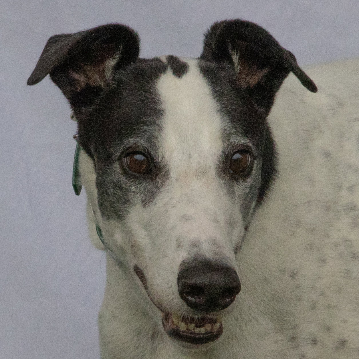 Dog for Adoption - Ricky, a Greyhound in Oak Harbor, WA | Alpha Paw