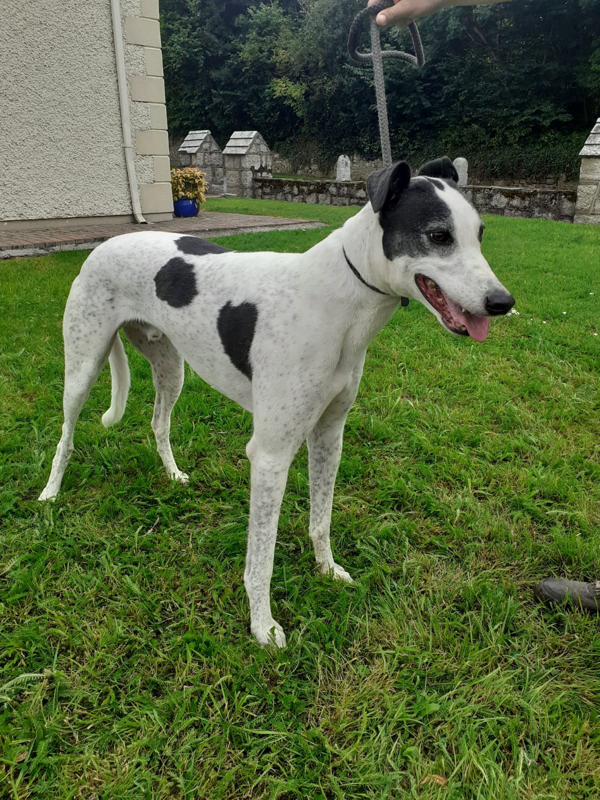 Dog for Adoption - Ricky, a Greyhound in Oak Harbor, WA | Alpha Paw