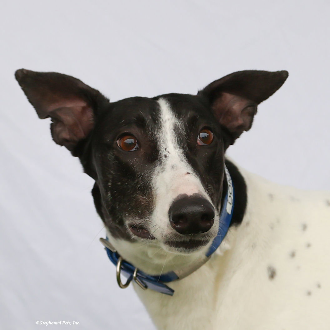 Dog for Adoption - Domino, a Greyhound in Snohomish, WA | Alpha Paw