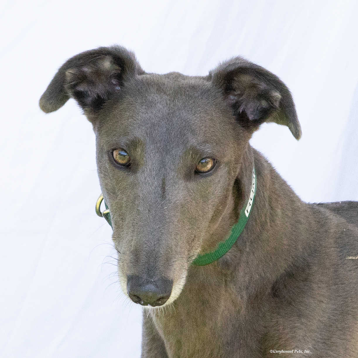 Dog for Adoption - Rumble, a Greyhound in Big Lake, WA | Alpha Paw