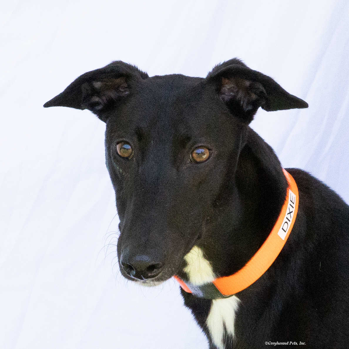 Dog for Adoption - Dixie, a Greyhound in Edgewood, WA | Alpha Paw