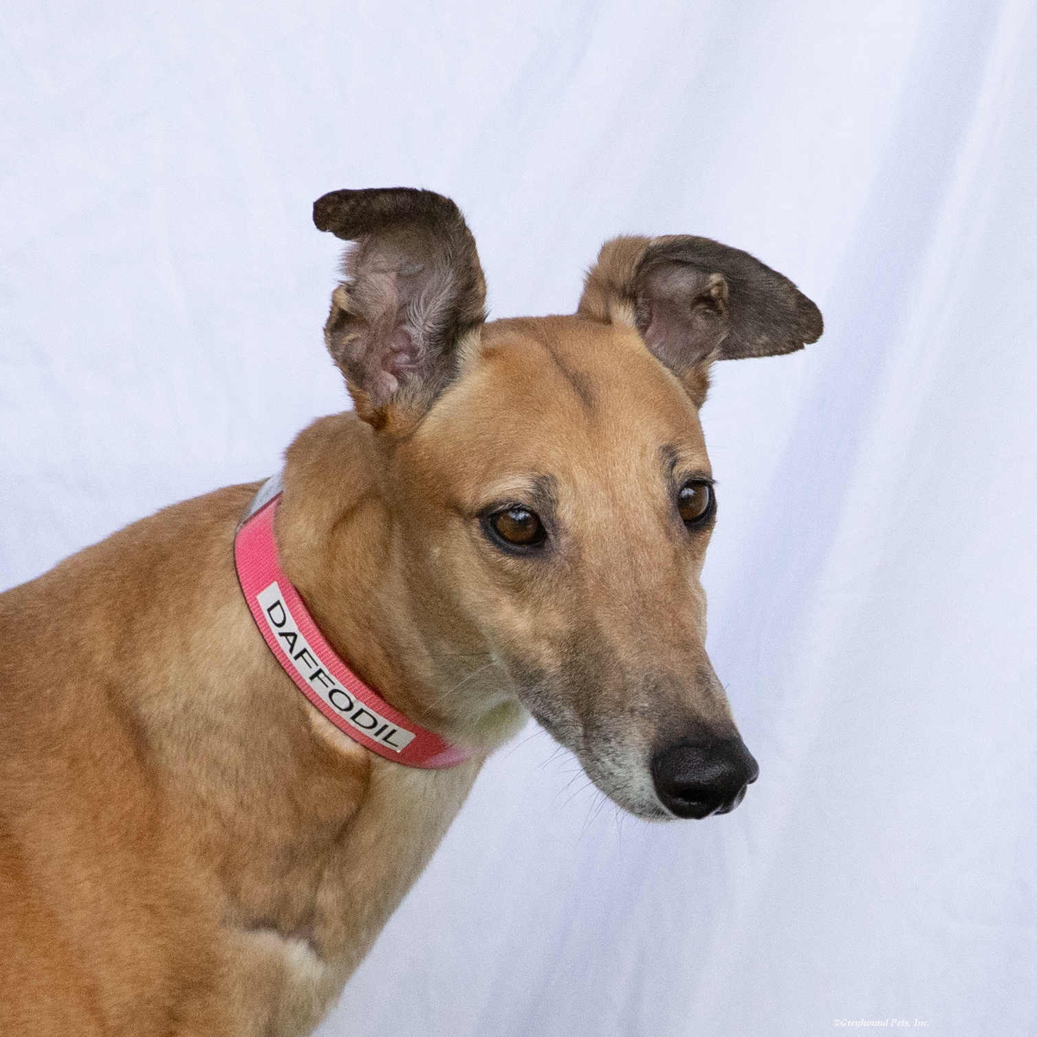 Dog for Adoption - Daffodil, a Greyhound in Kitsap County, WA | Alpha Paw