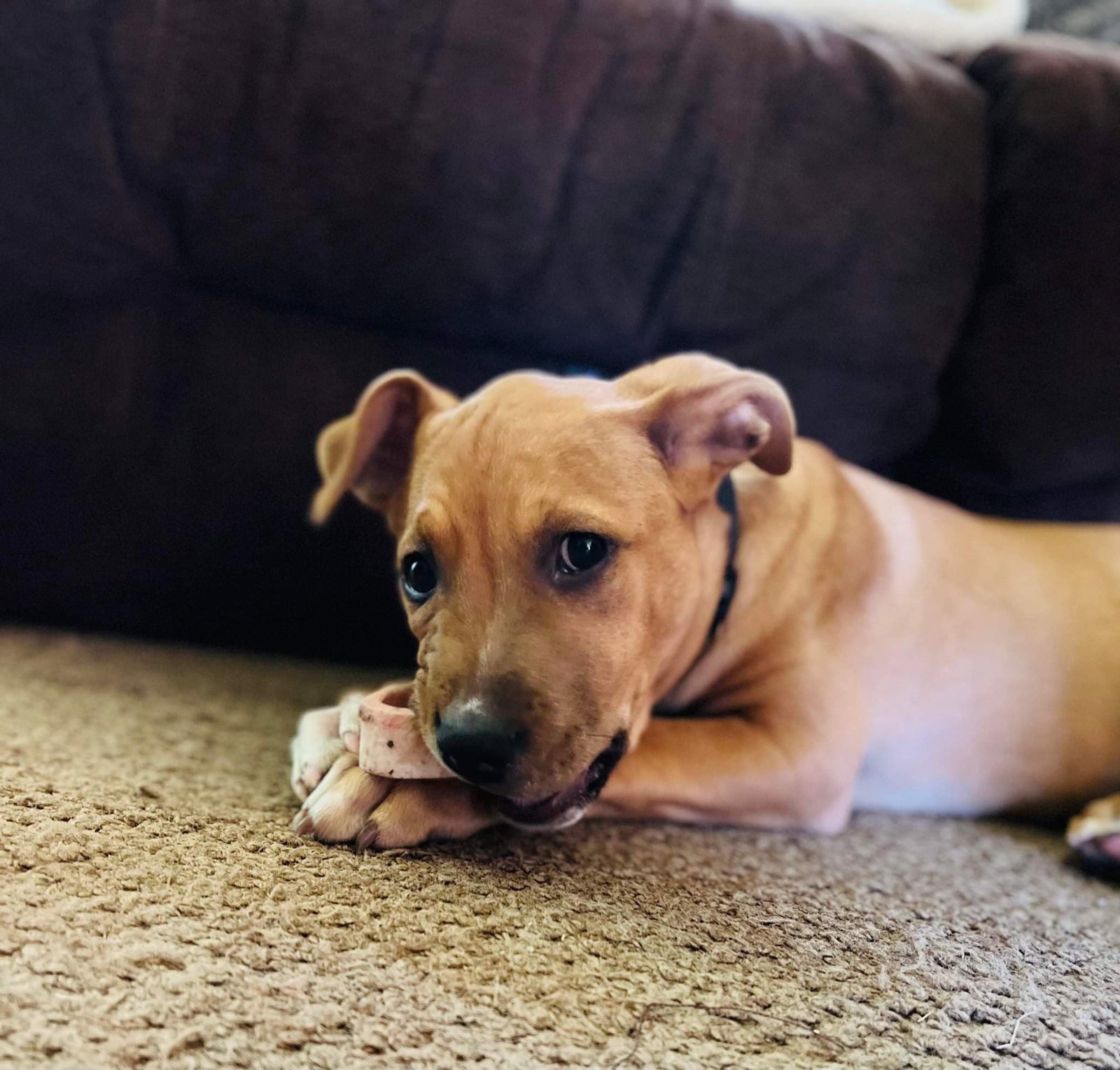 Dog for Adoption - Apollo, a Hound in Watertown, NY | Alpha Paw