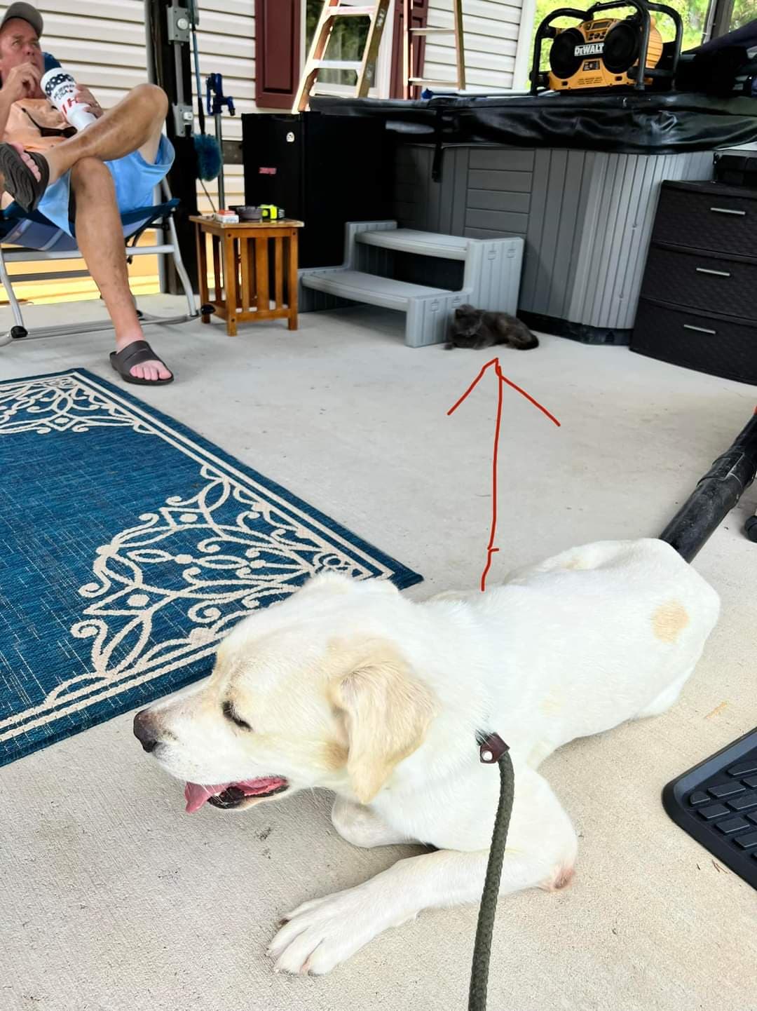 Dog for Adoption - JAX, a Labrador Retriever in Baltimore County, MD ...