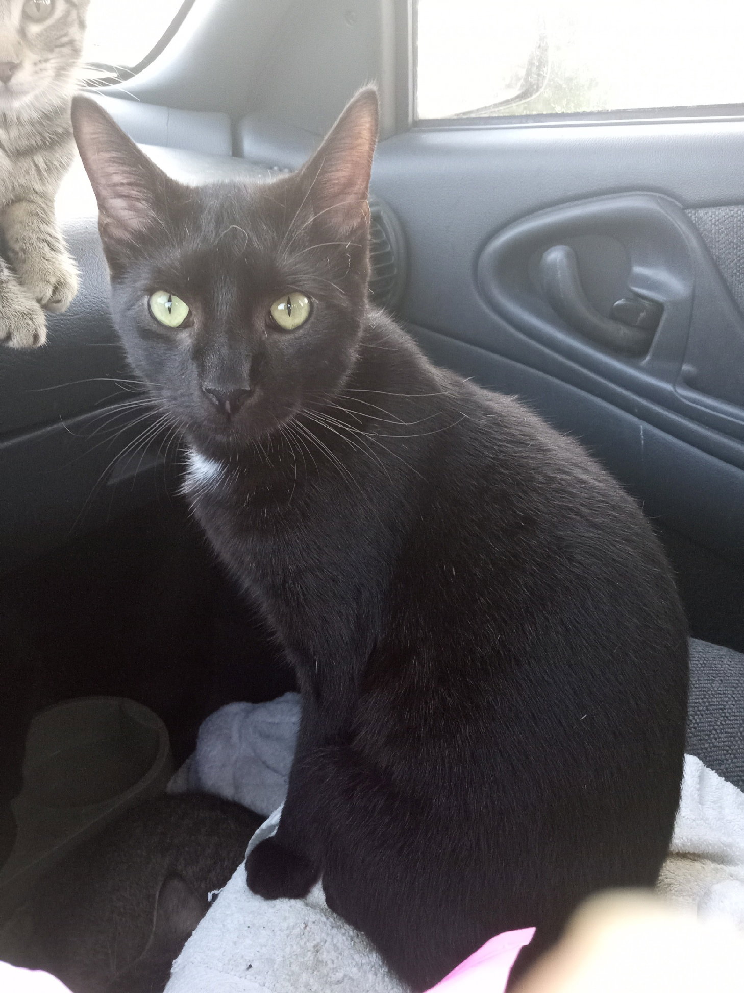 Cats for Adoption in Fort Myers Beach, Florida | Alpha Paw